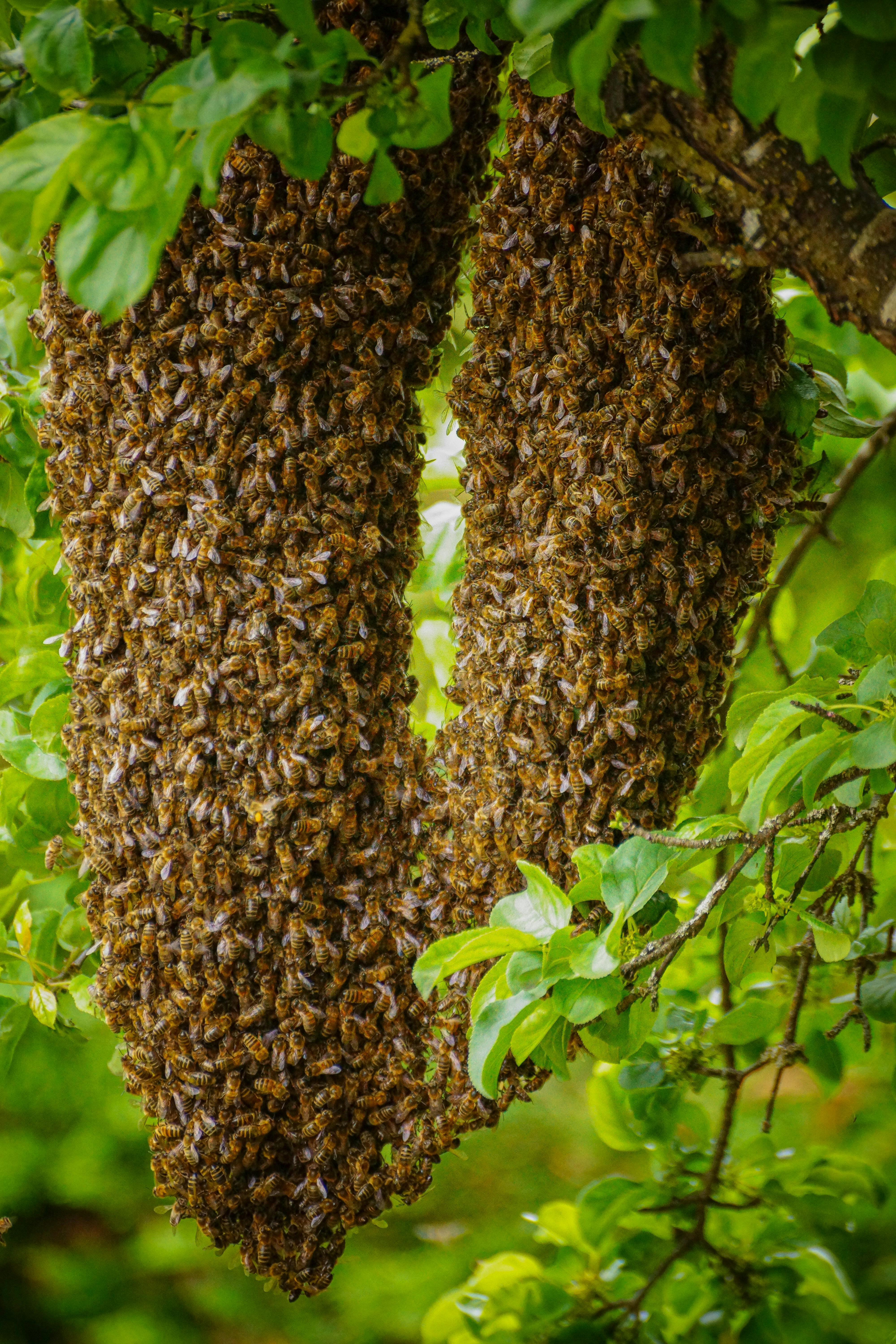 Foto de stock gratuita sobre abeja, abejas, acercar, agricultura, al ...
