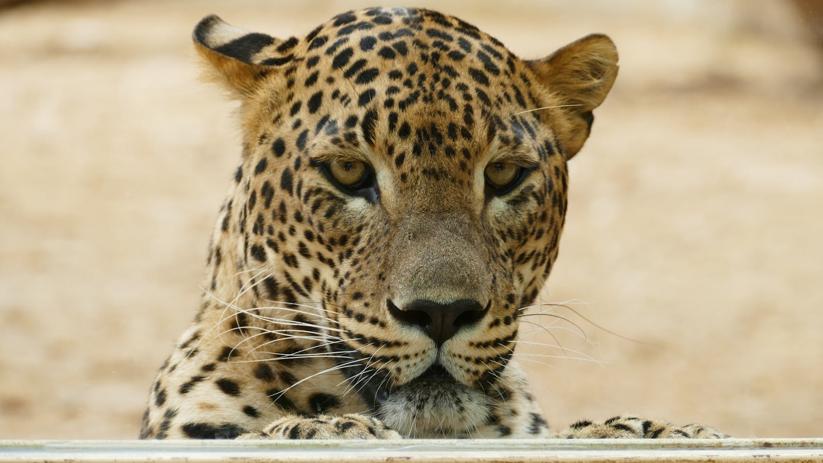 Leopard Face Photos, Download The BEST Free Leopard Face Stock Photos ...