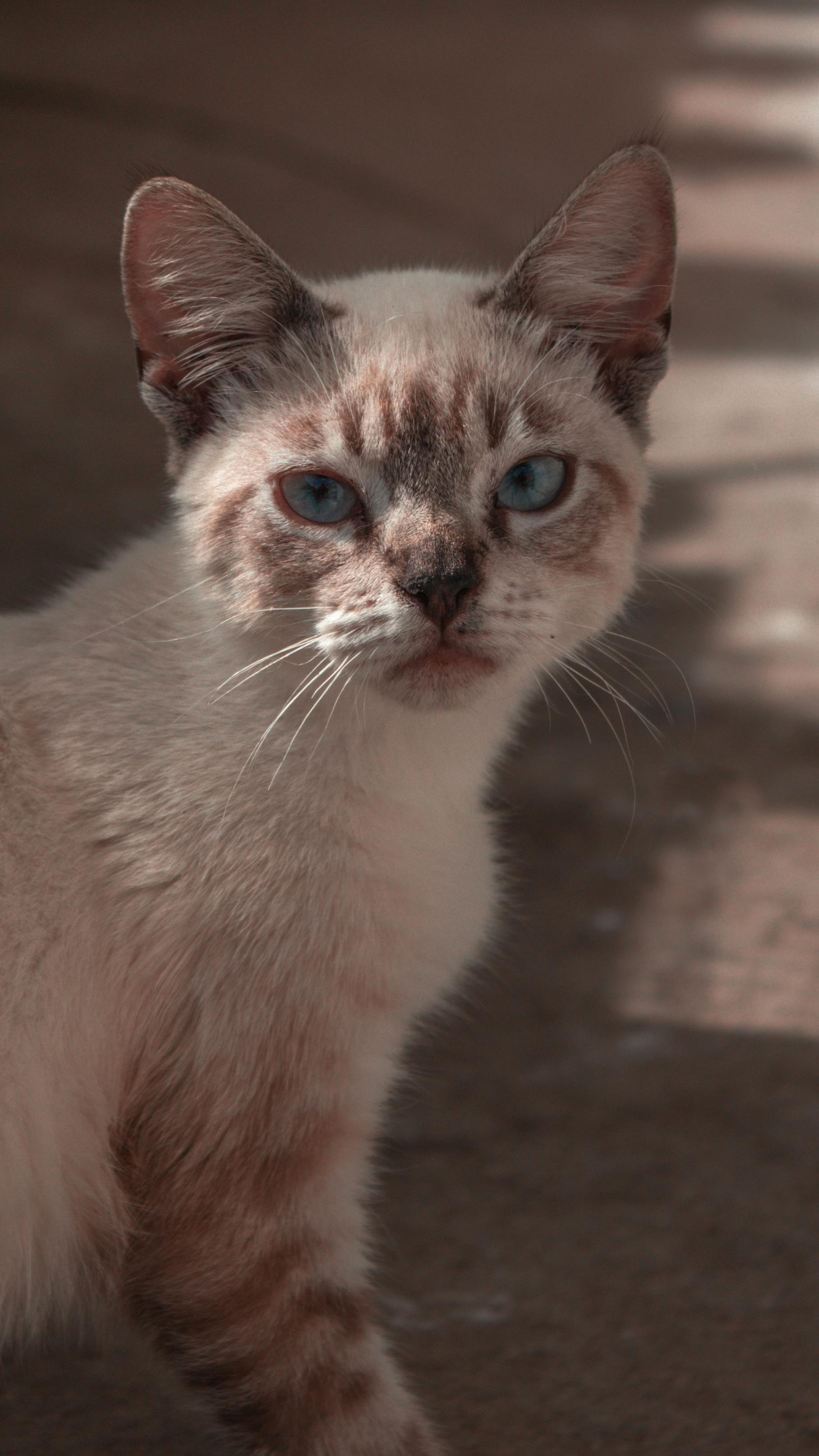 A siamese cat with blue eyes looking at the camera · Free Stock Photo