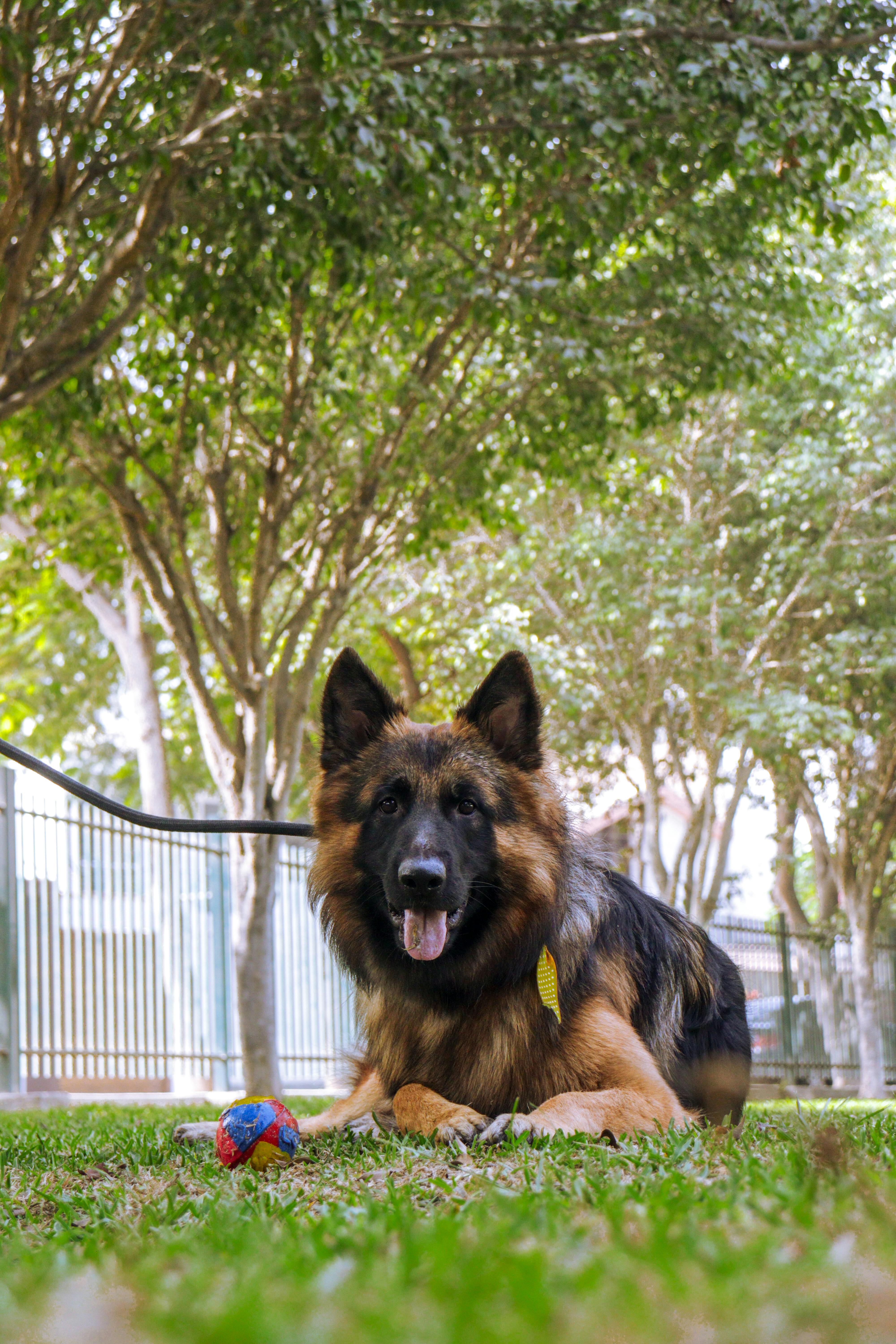 Photo of james, a german shepherd in dallas, tx · Free Stock Photo