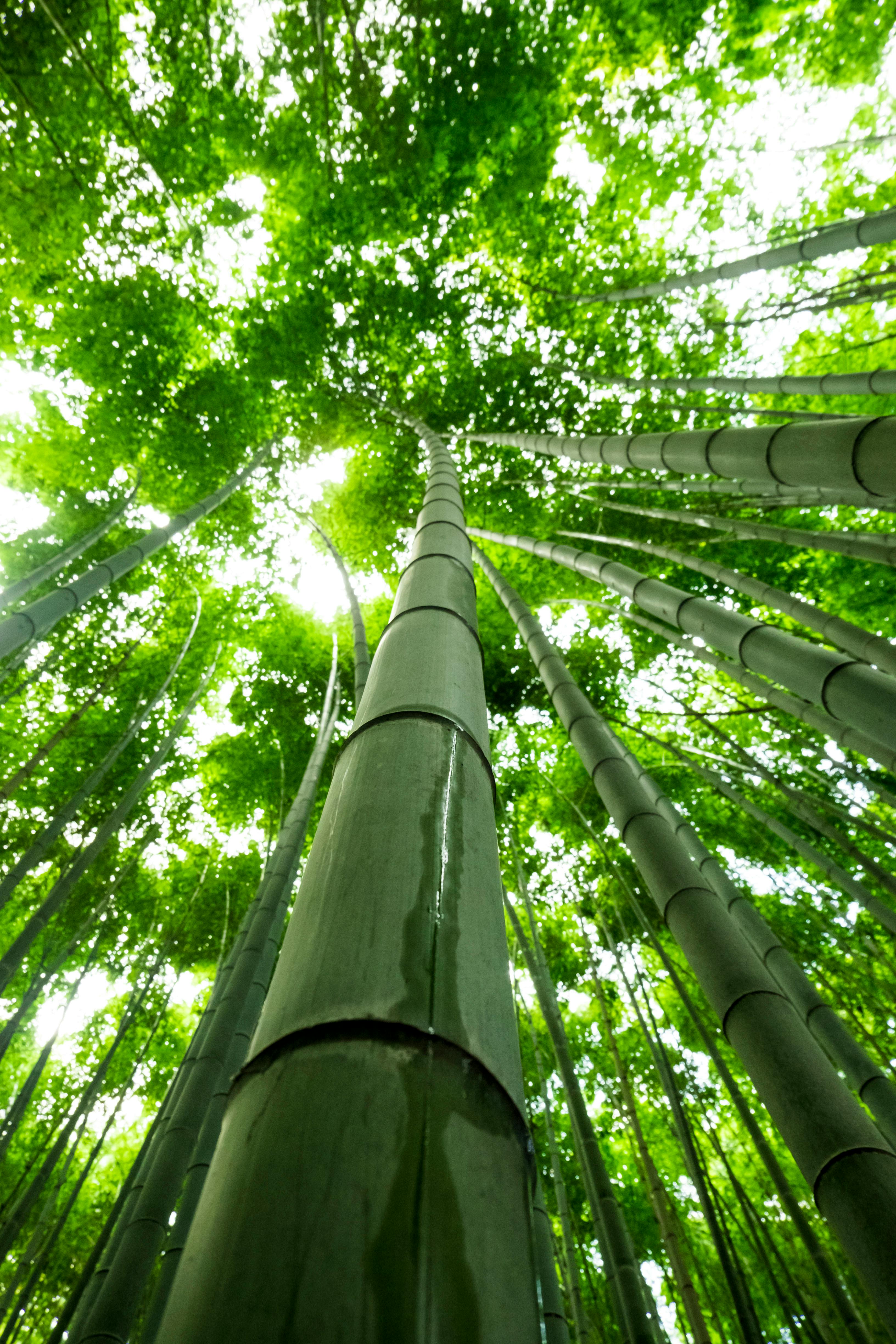 Low Angle Shot of a Bamboo Tree · Free Stock Photo