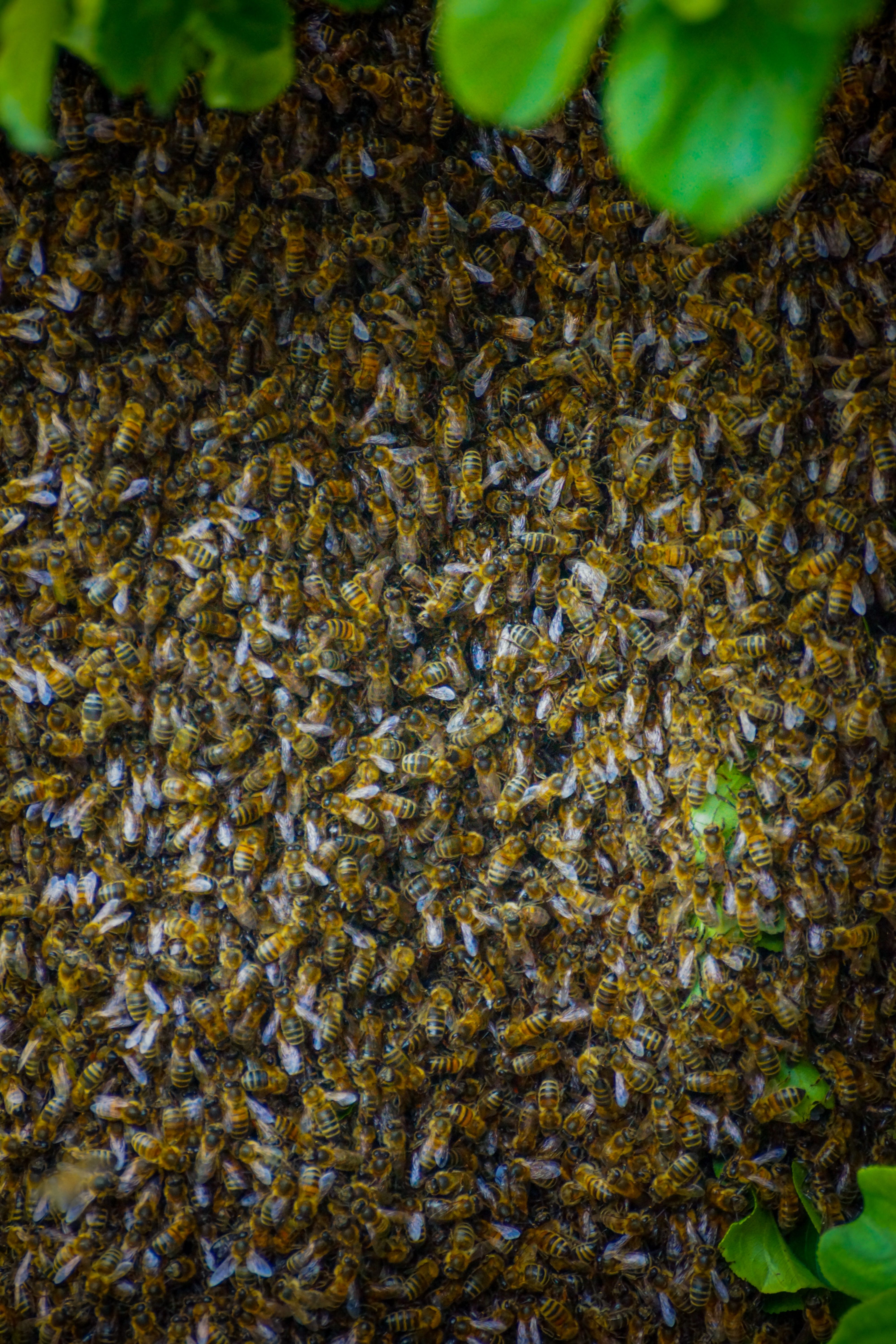 🐝 bees · Free Stock Photo