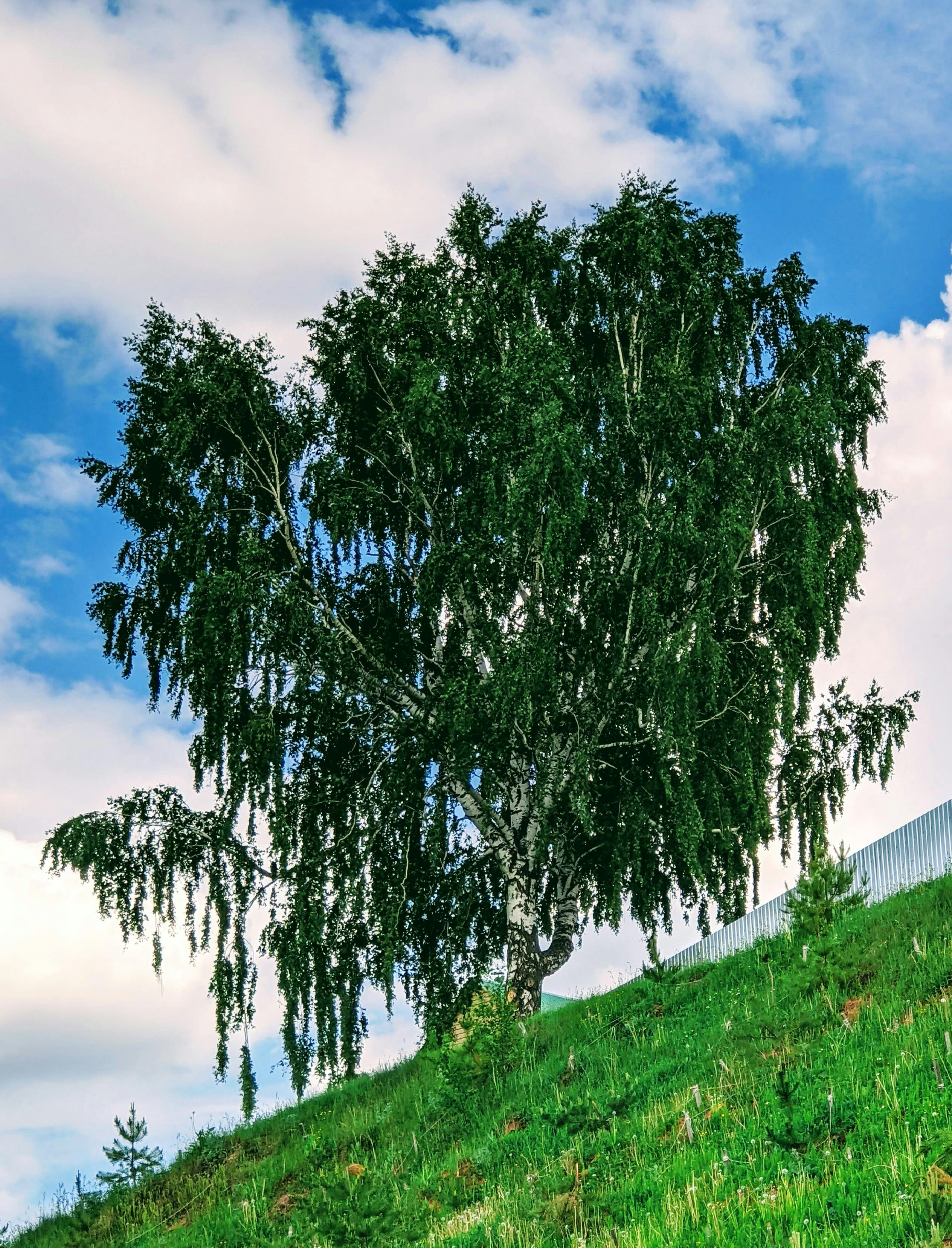 Weeping Birch Photos, Download The BEST Free Weeping Birch Stock Photos ...
