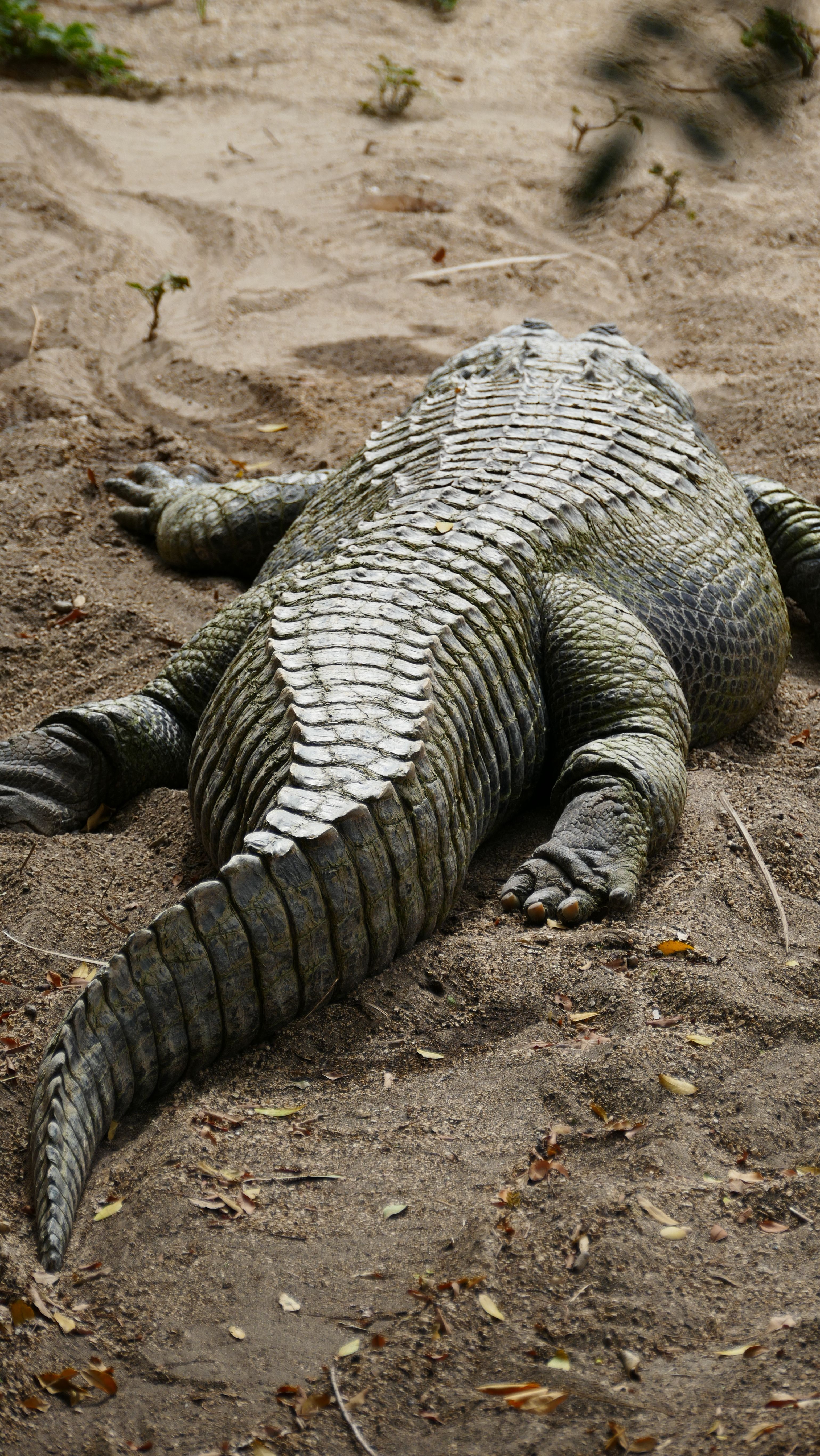 Close-up of a Crocodile Lying on the Ground · Free Stock Photo