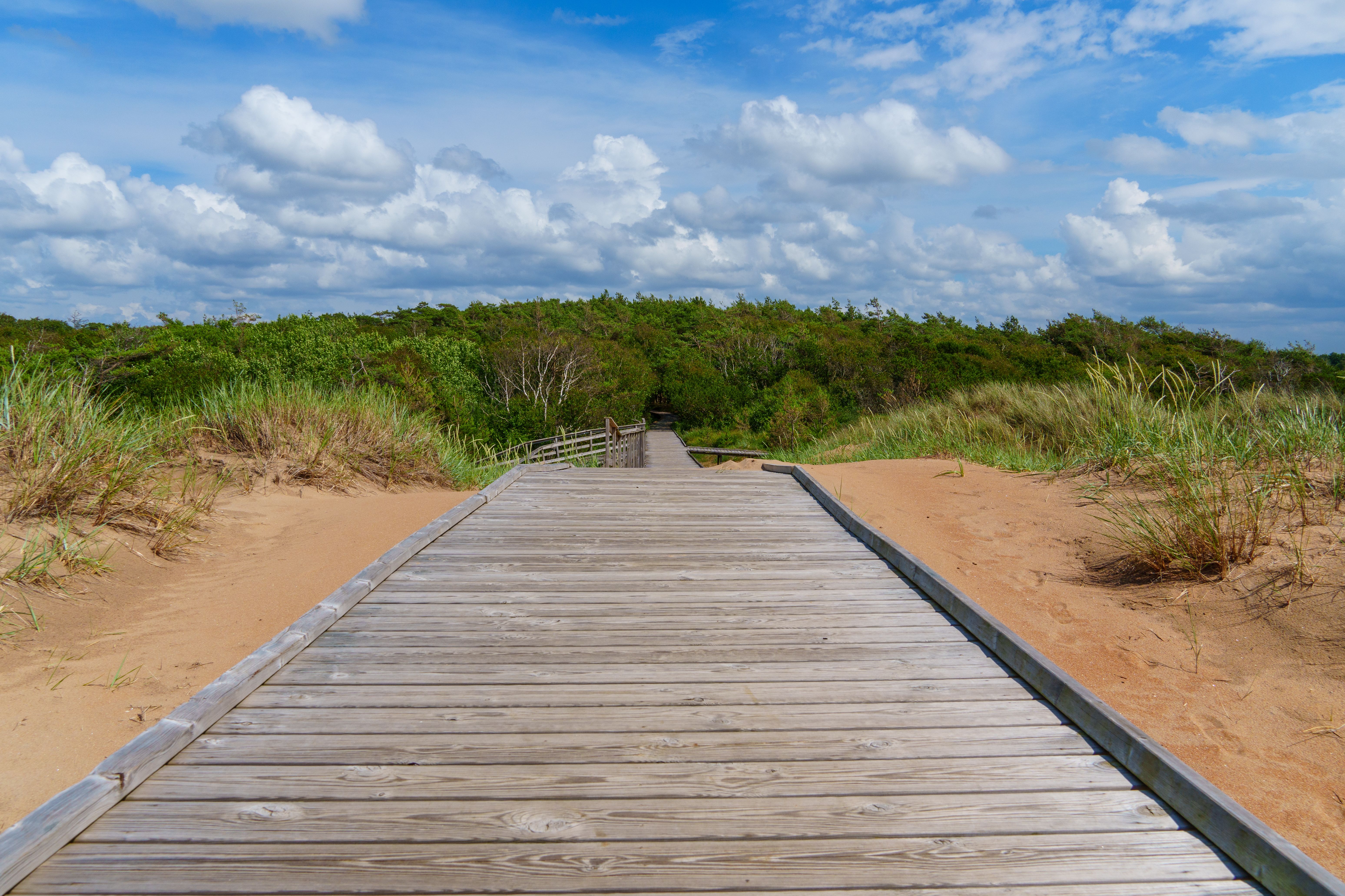 View of a Boardwalk among Greenery · Free Stock Photo