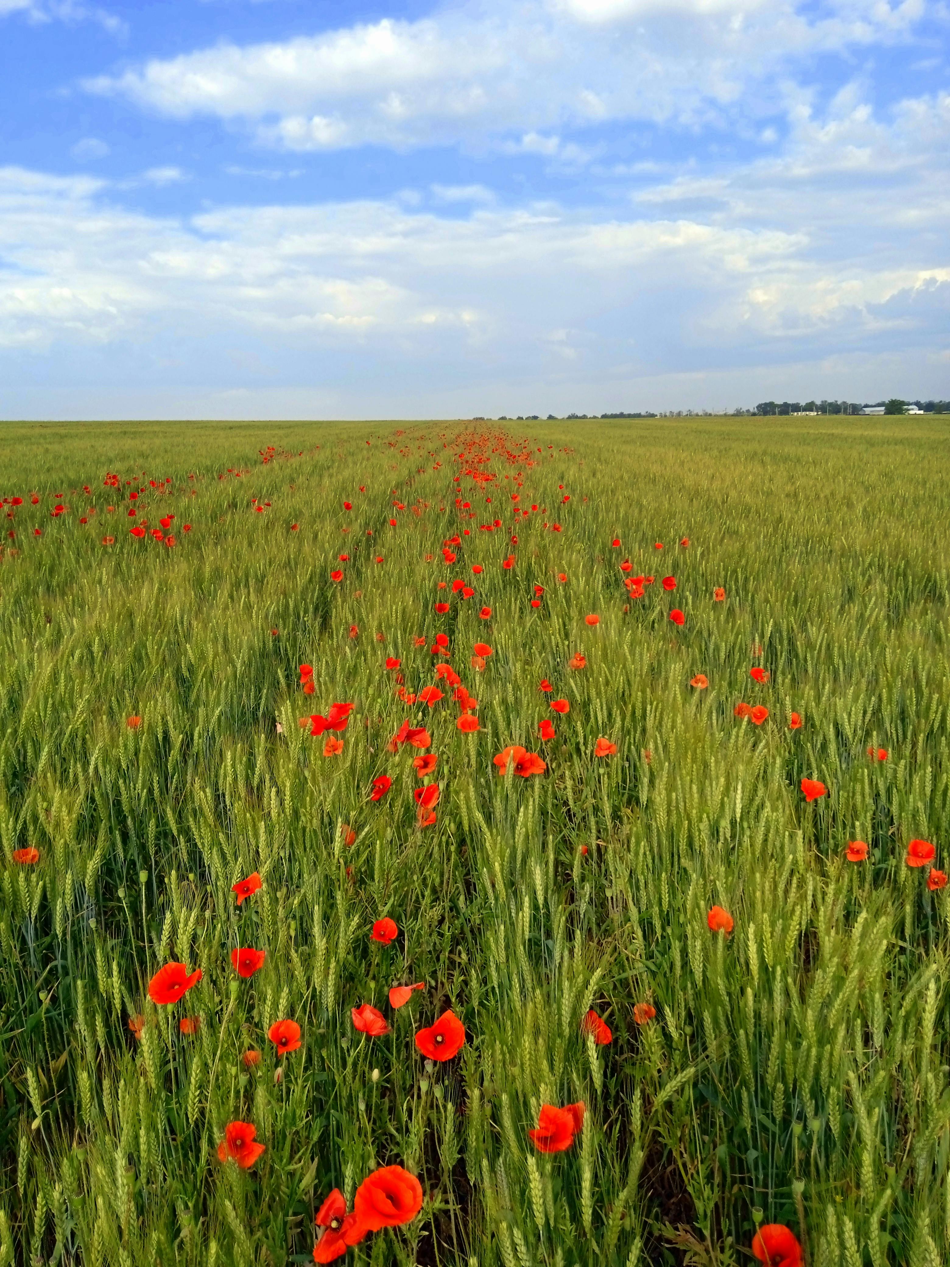 Poppies in Rye Field · Free Stock Photo