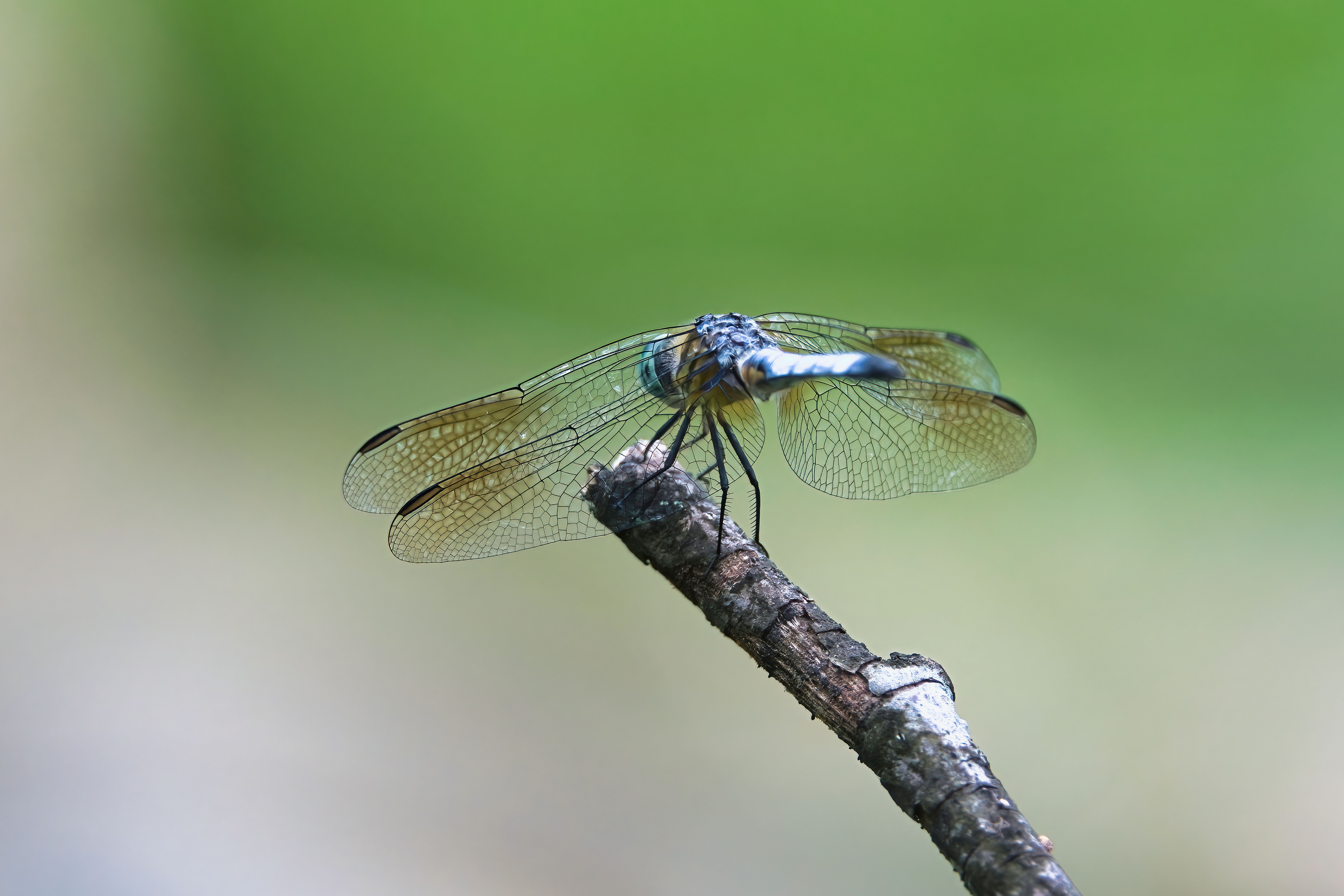 Dragonfly Standing on a Stick · Free Stock Photo