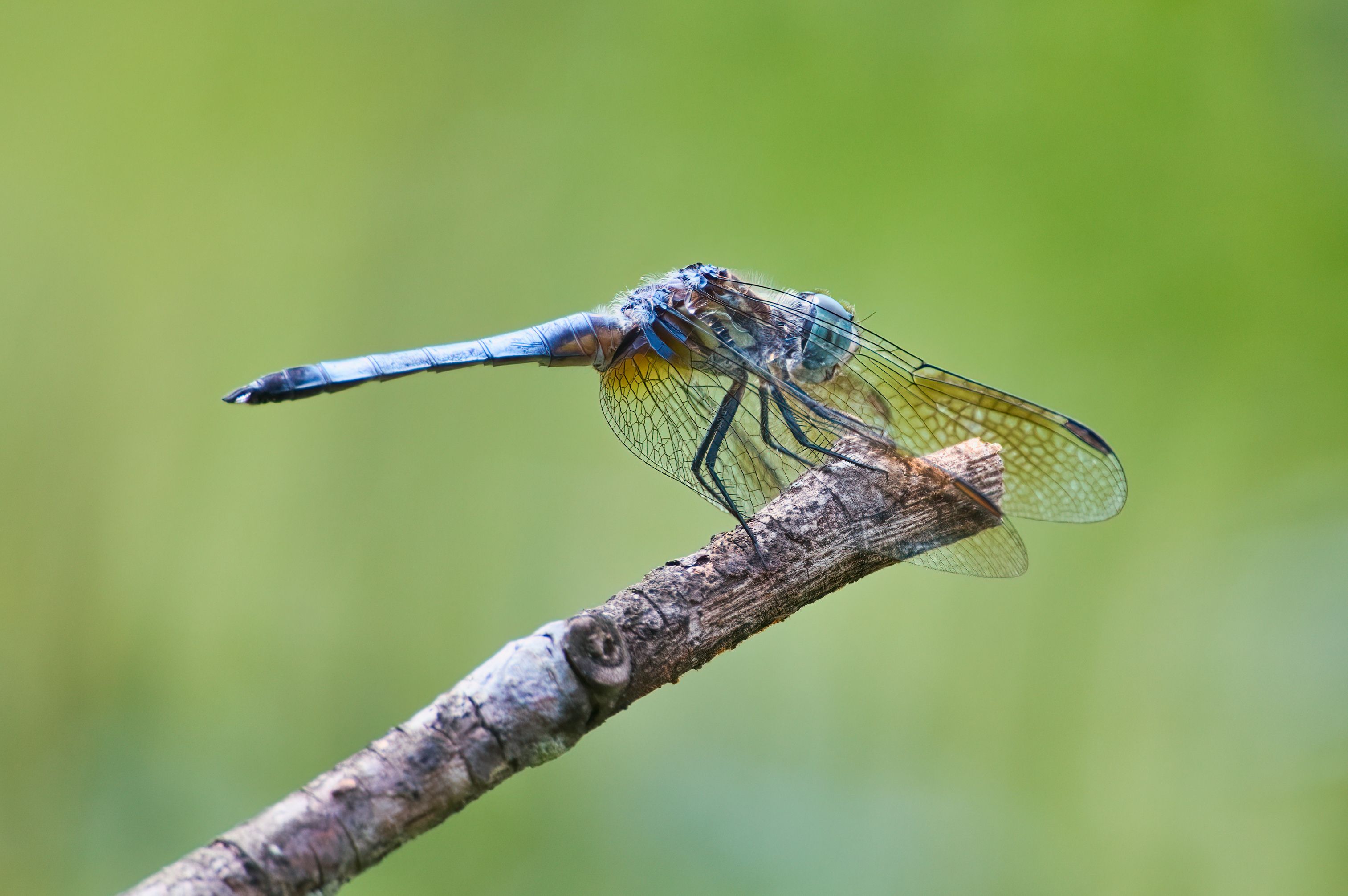 Male Blue Dasher Dragonfly · Free Stock Photo