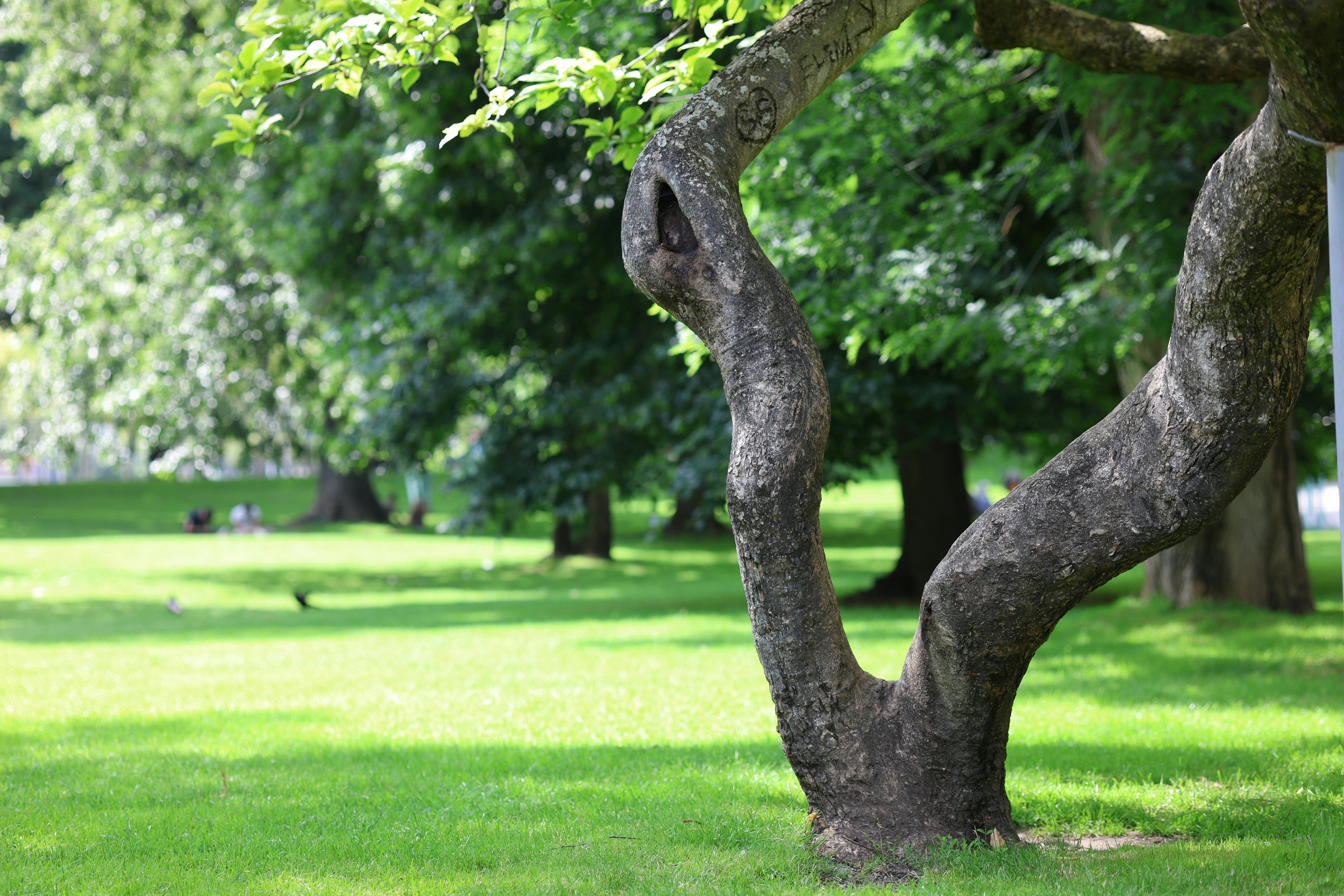 Inscribed Twisted Tree Trunk in the Park · Free Stock Photo