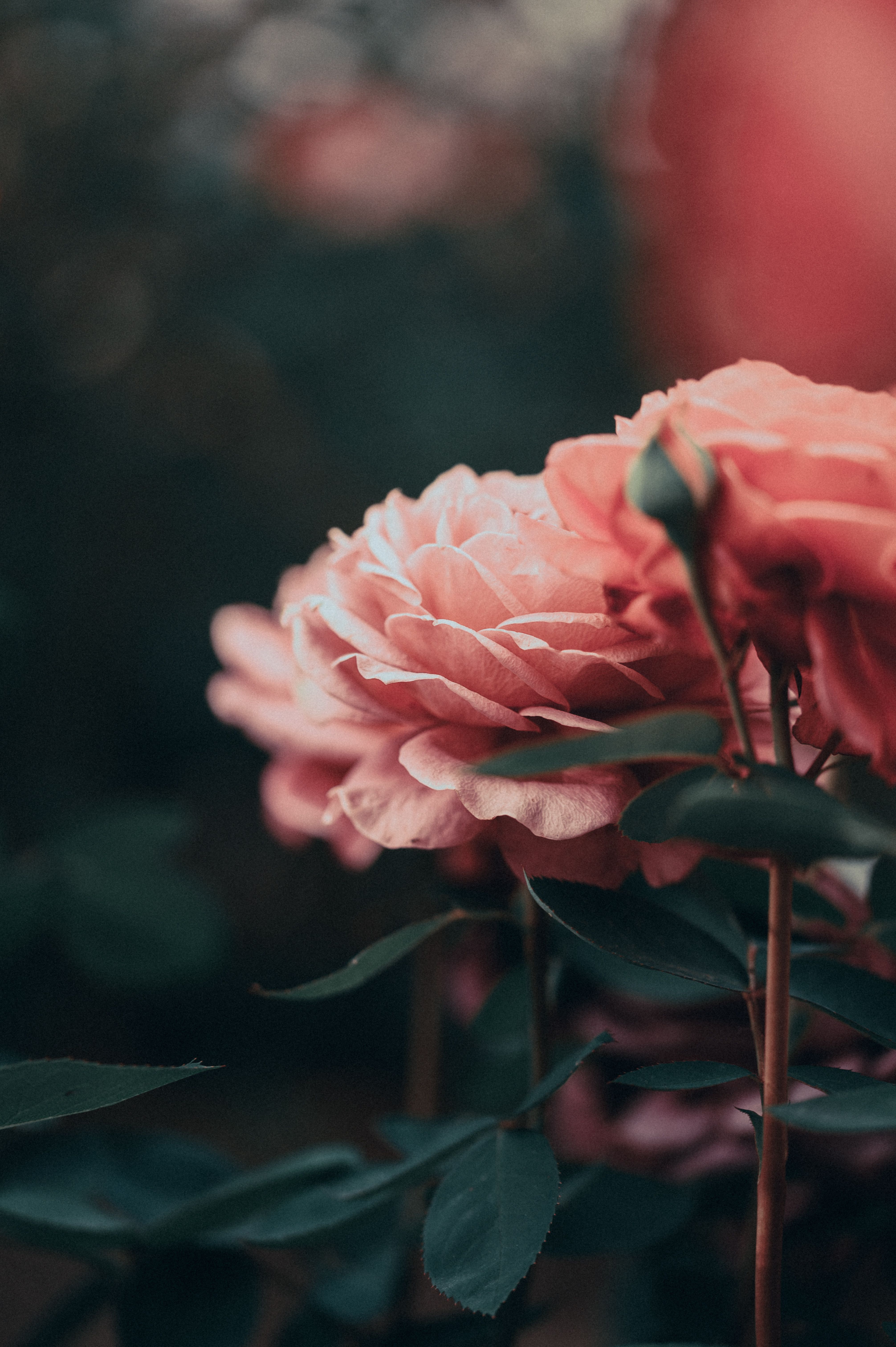 Eclipse Culoare Rose Photos, Download The BEST Free Eclipse Culoare ...