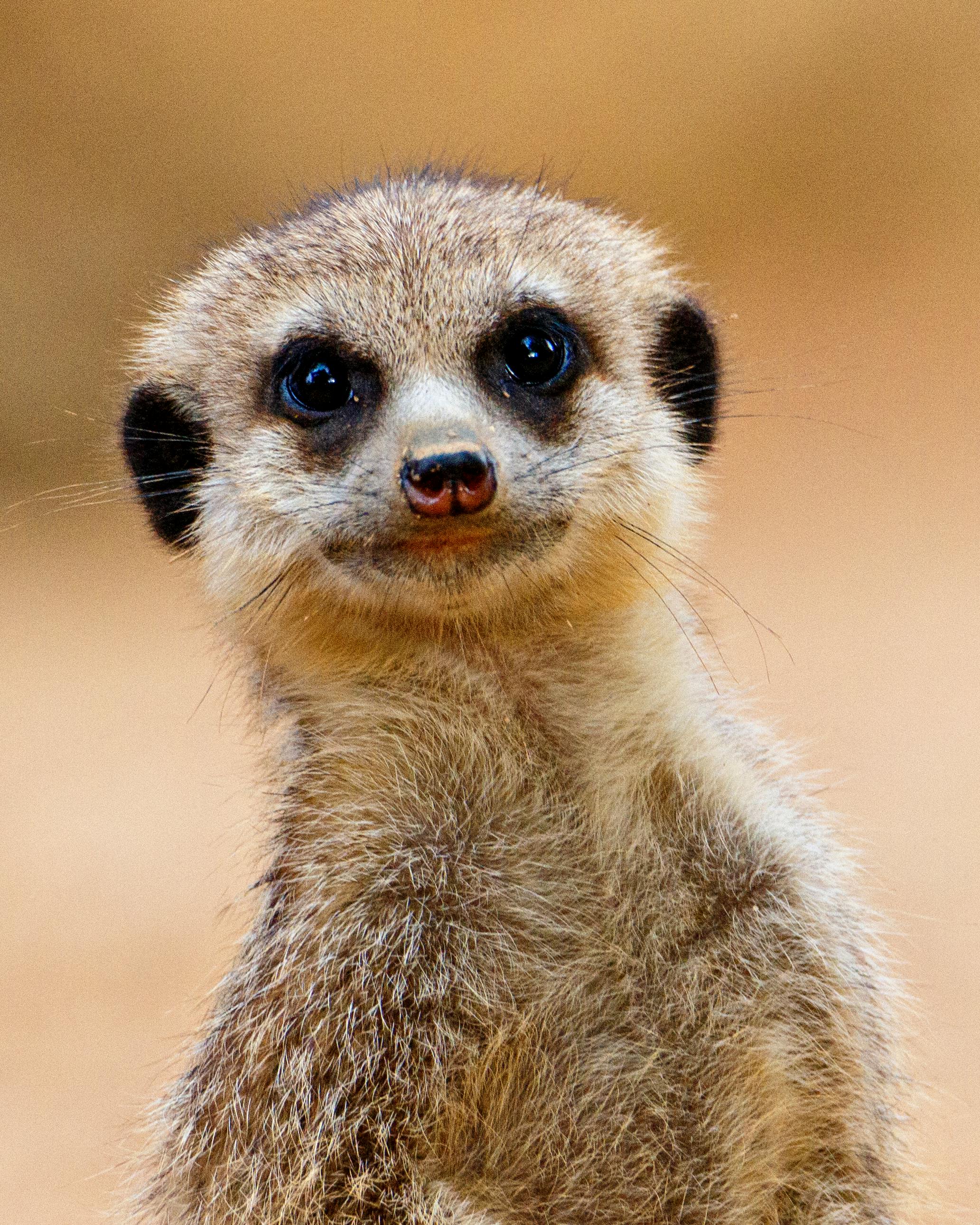 Closeup Photography of Brown Meerkat · Free Stock Photo