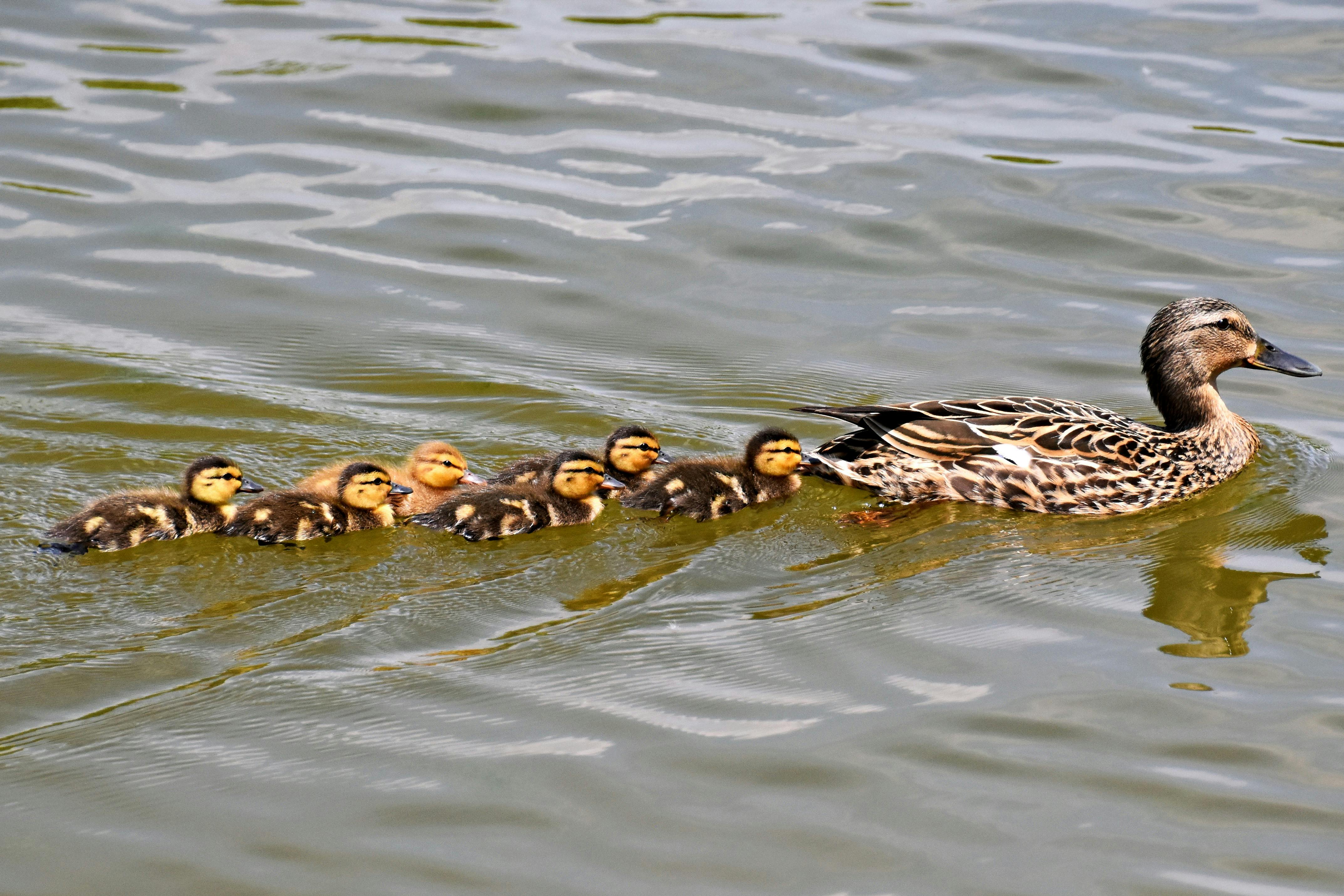 Photo gratuite de activité de plein air, anas platyrhynchos, aviaire ...