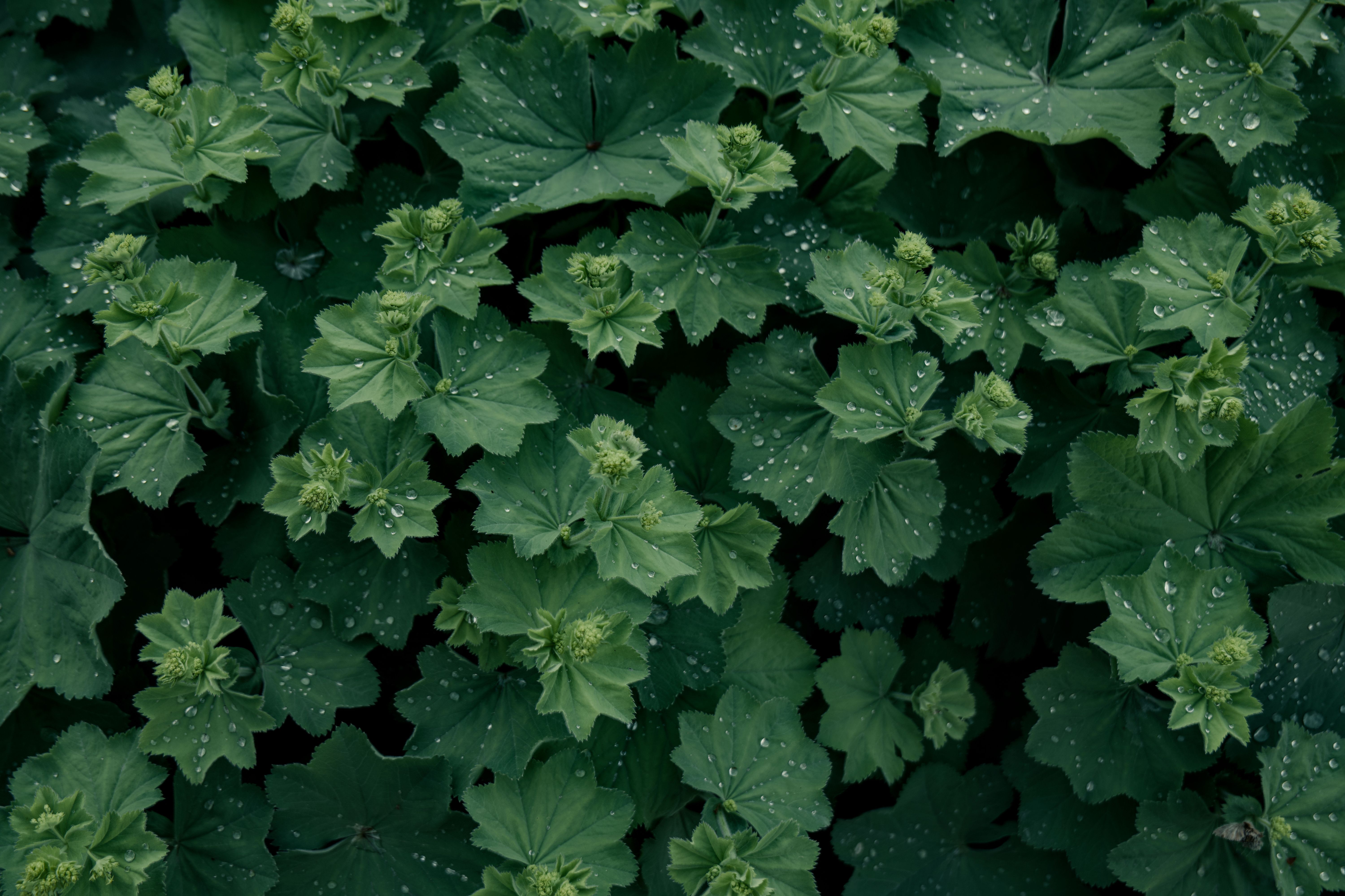 Close up of a Plant · Free Stock Photo