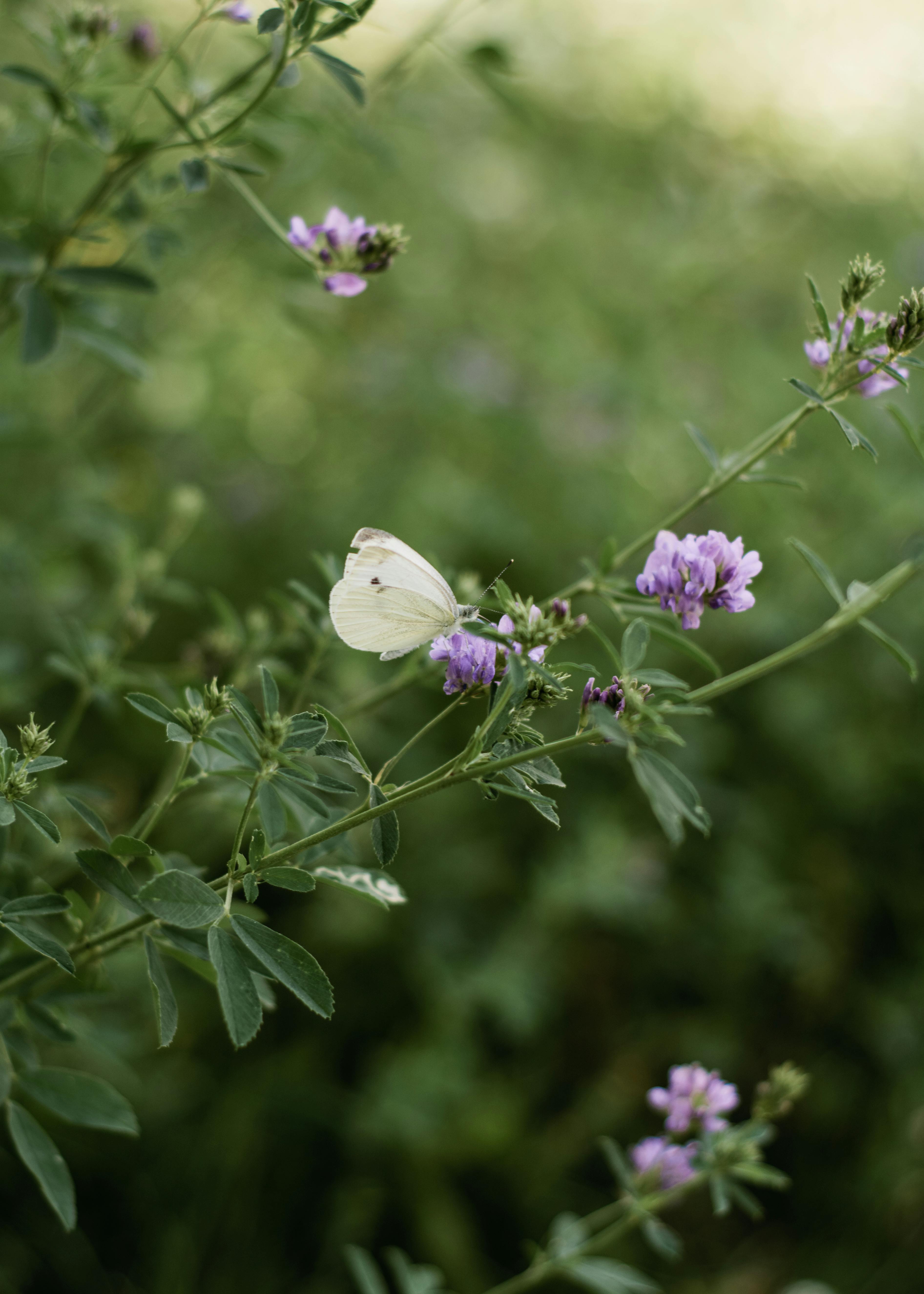 Butterfly Printable Photos, Download The BEST Free Butterfly Printable ...