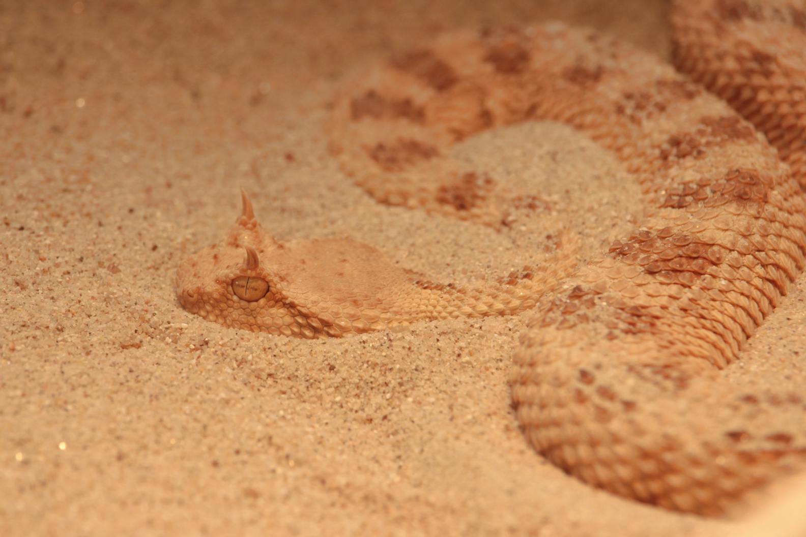 Exploring Snakes of Australia: A Regional and Species Guide