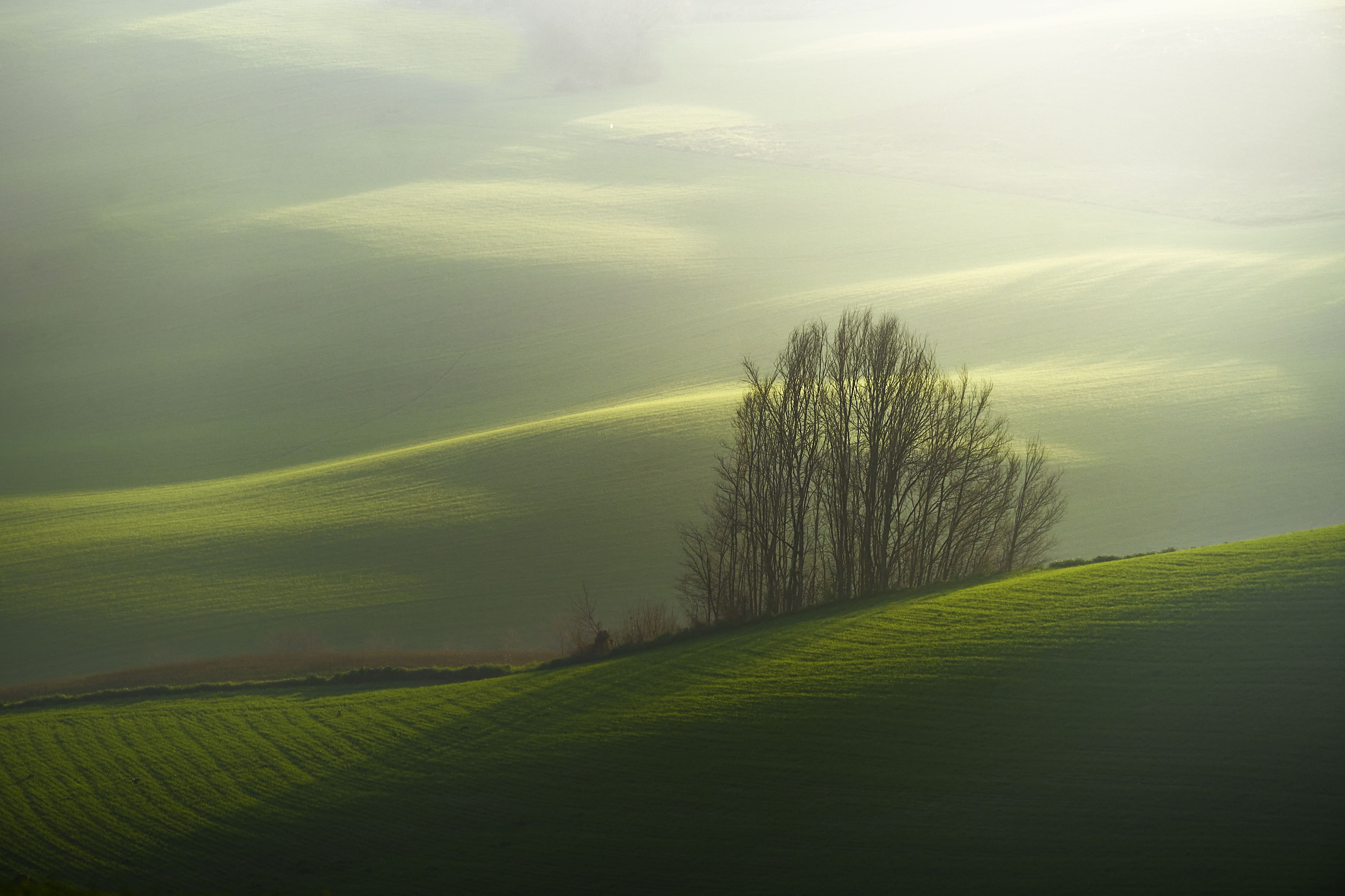 Foto gratuita di agricoltura, alberi, ambiente, bellezza naturale ...