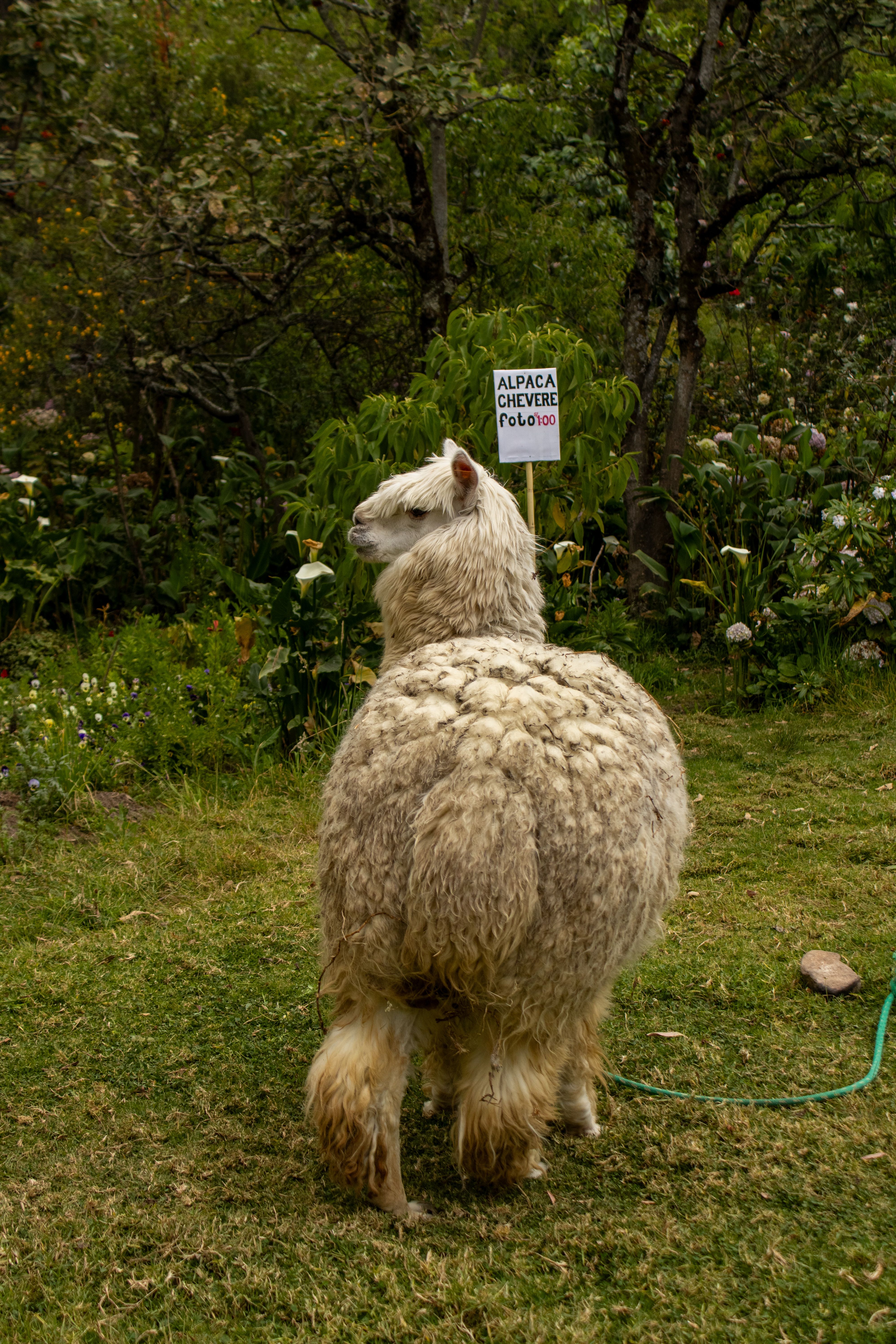 An Alpaca Standing on a Pasture · Free Stock Photo
