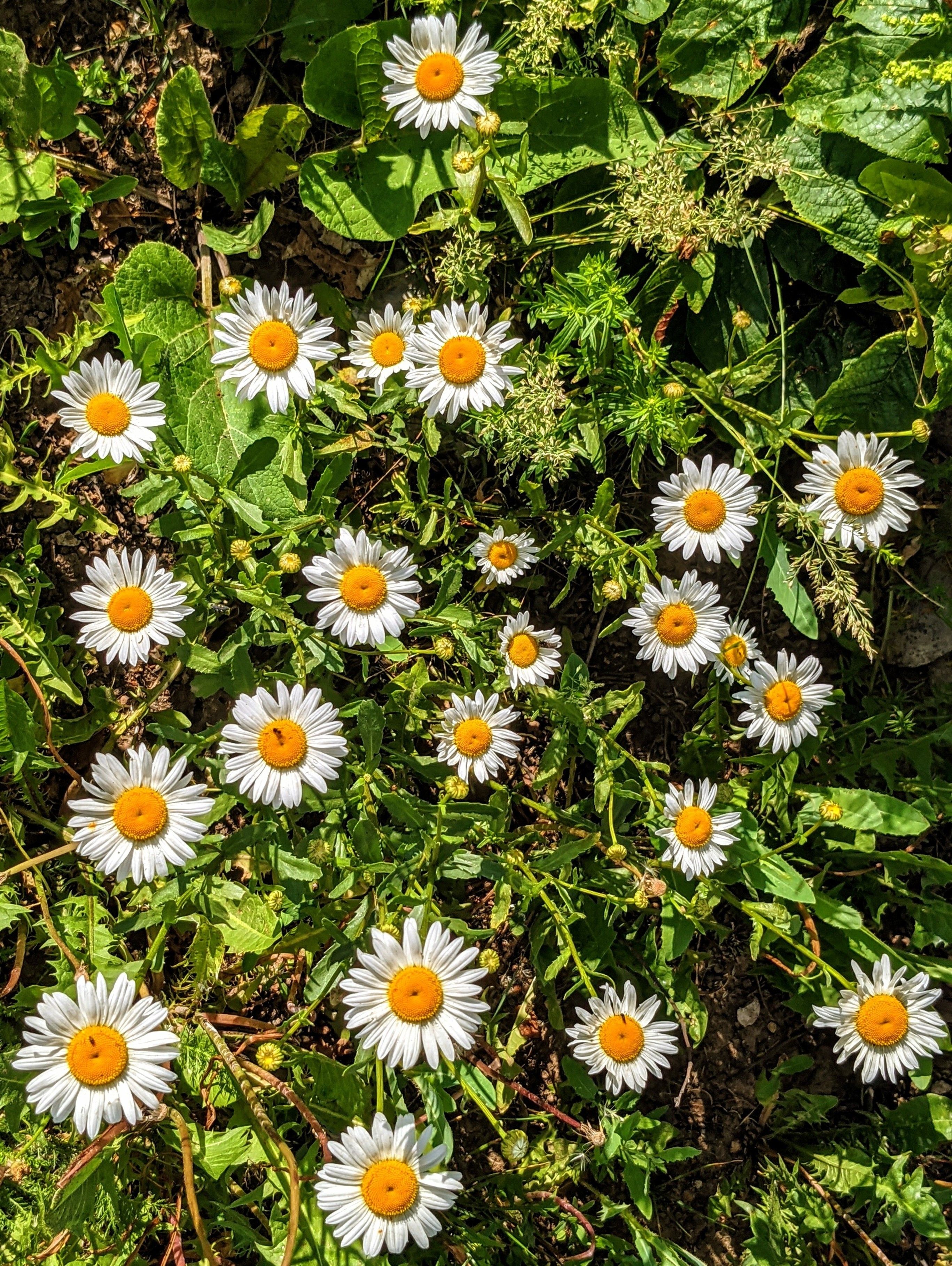 Close-up of Daisies Growing on a Meadow · Free Stock Photo