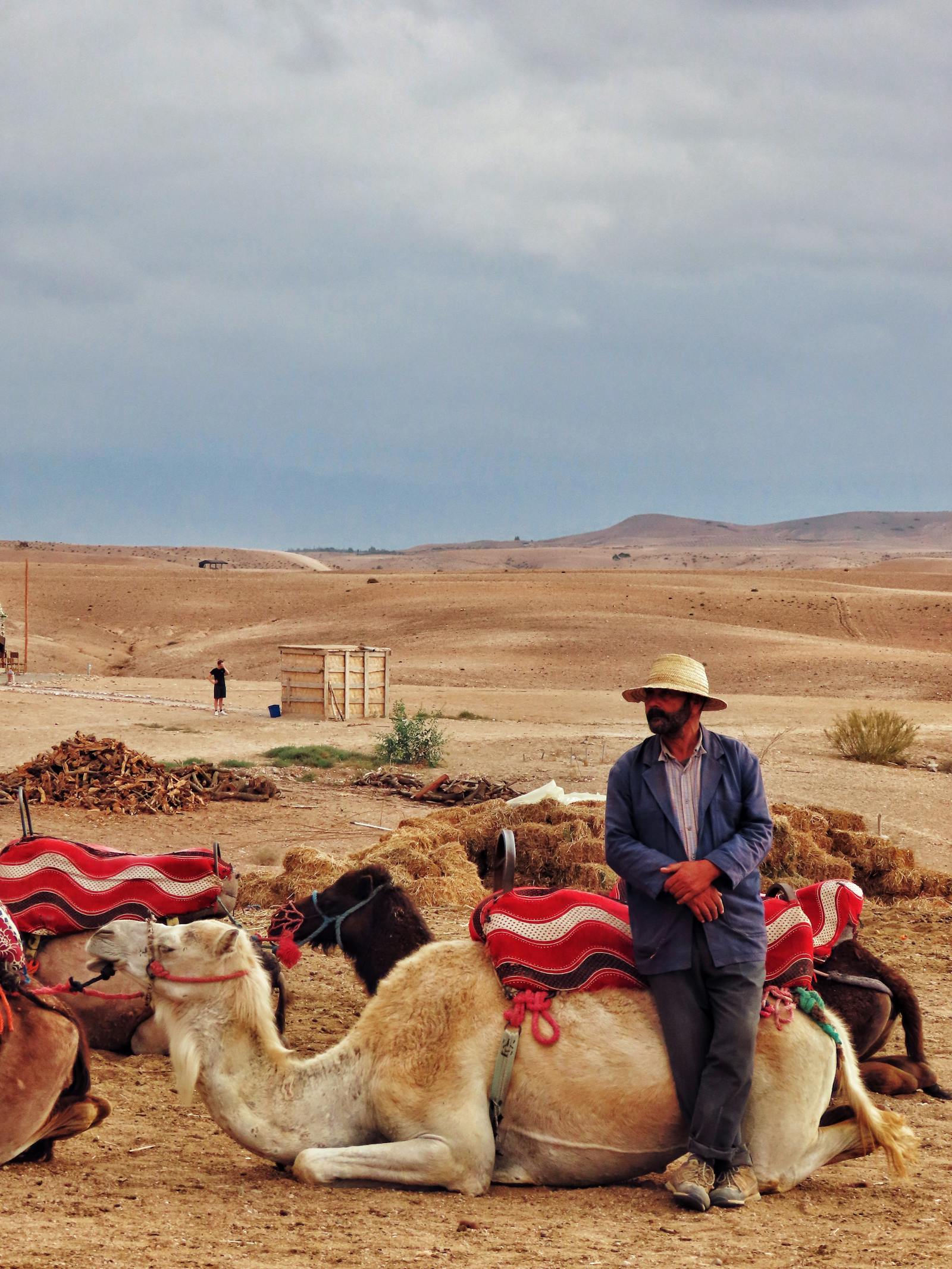 Sitting Camel Photos, Download The BEST Free Sitting Camel Stock Photos ...