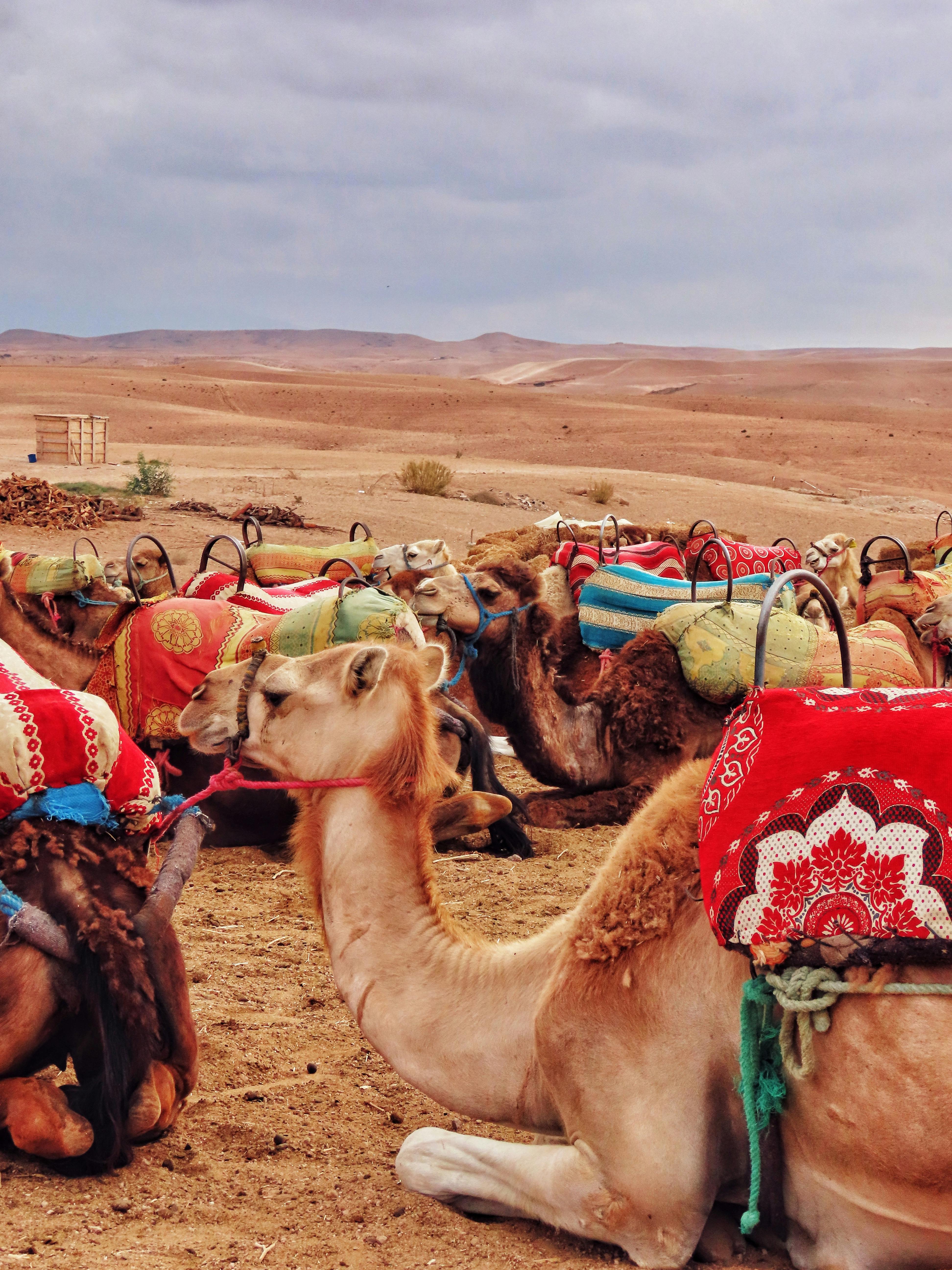 View of Camels Sitting on the Ground in the Desert · Free Stock Photo