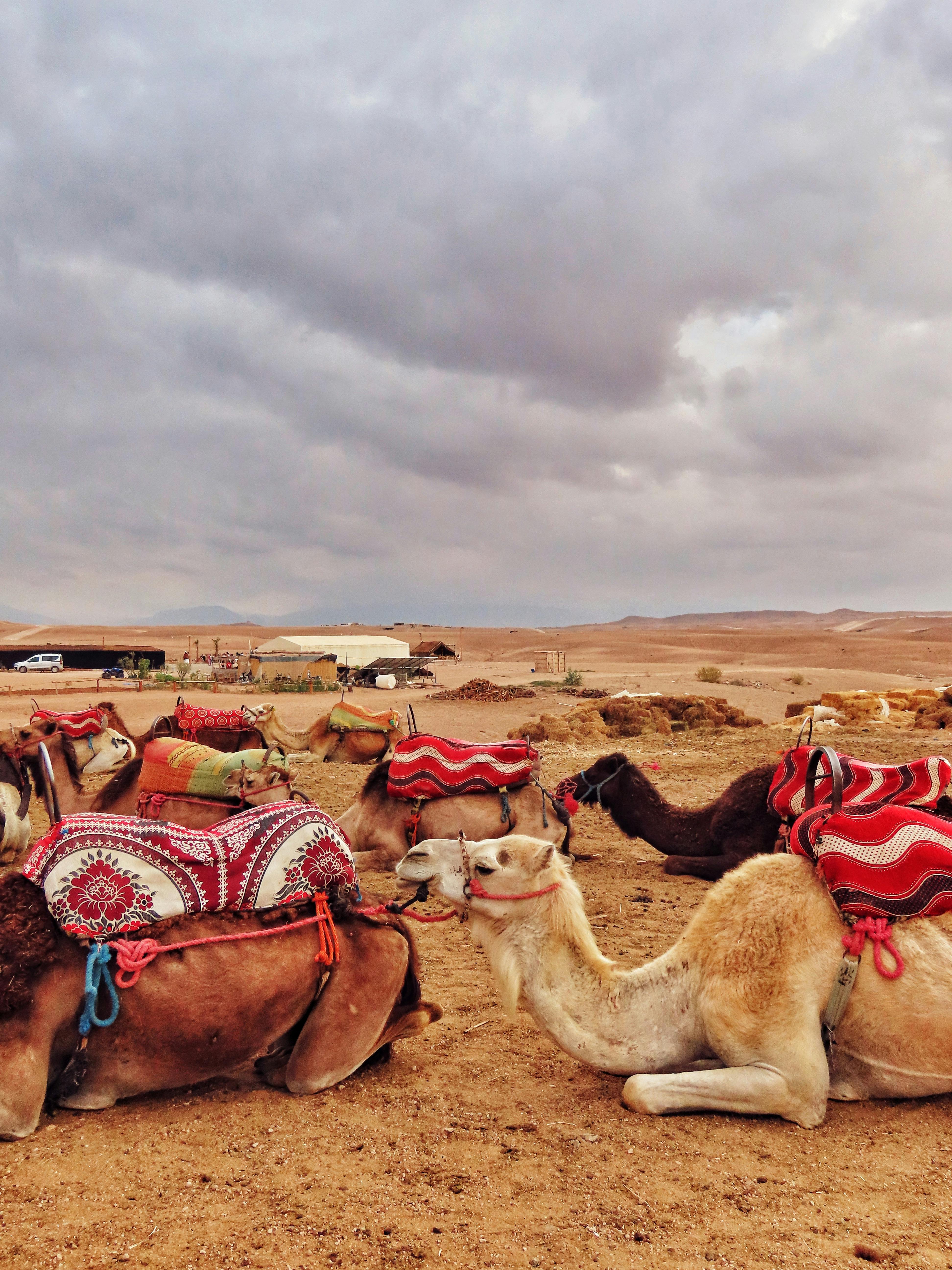 A Man Following the Camels on the Desert · Free Stock Photo