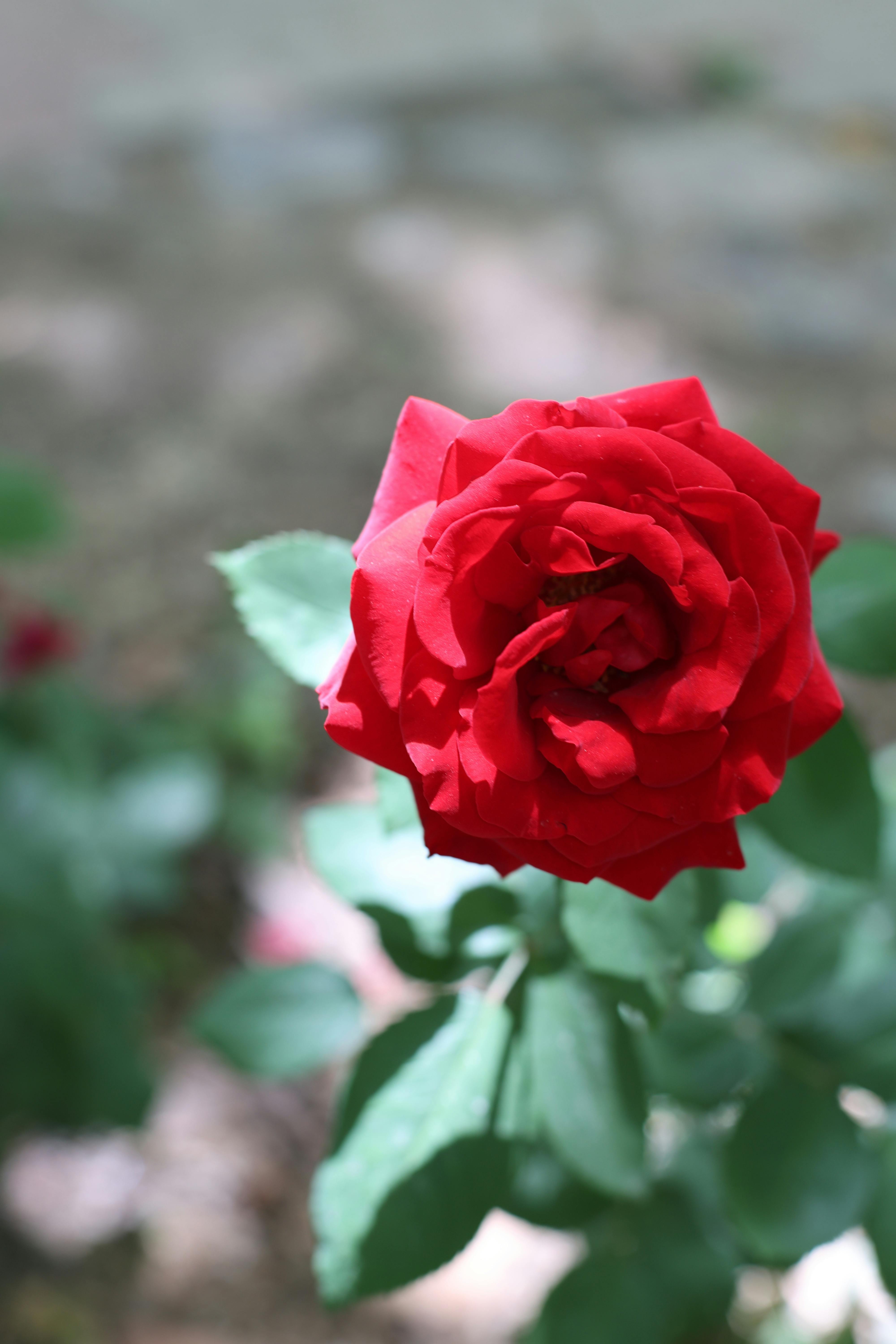 Blooming Red Roses in the Summer Garden · Free Stock Photo