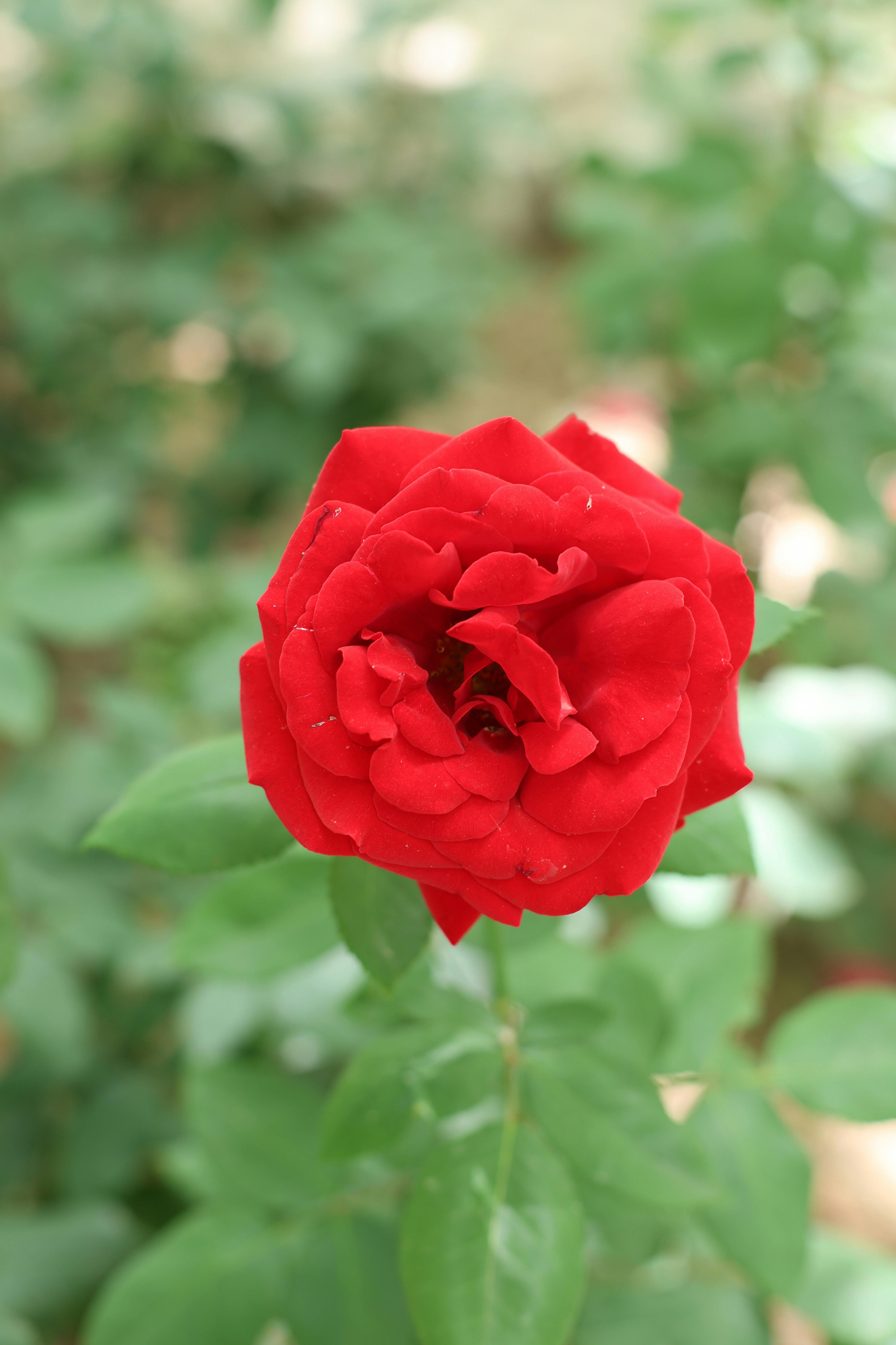 Head of a Red Blooming Rose · Free Stock Photo