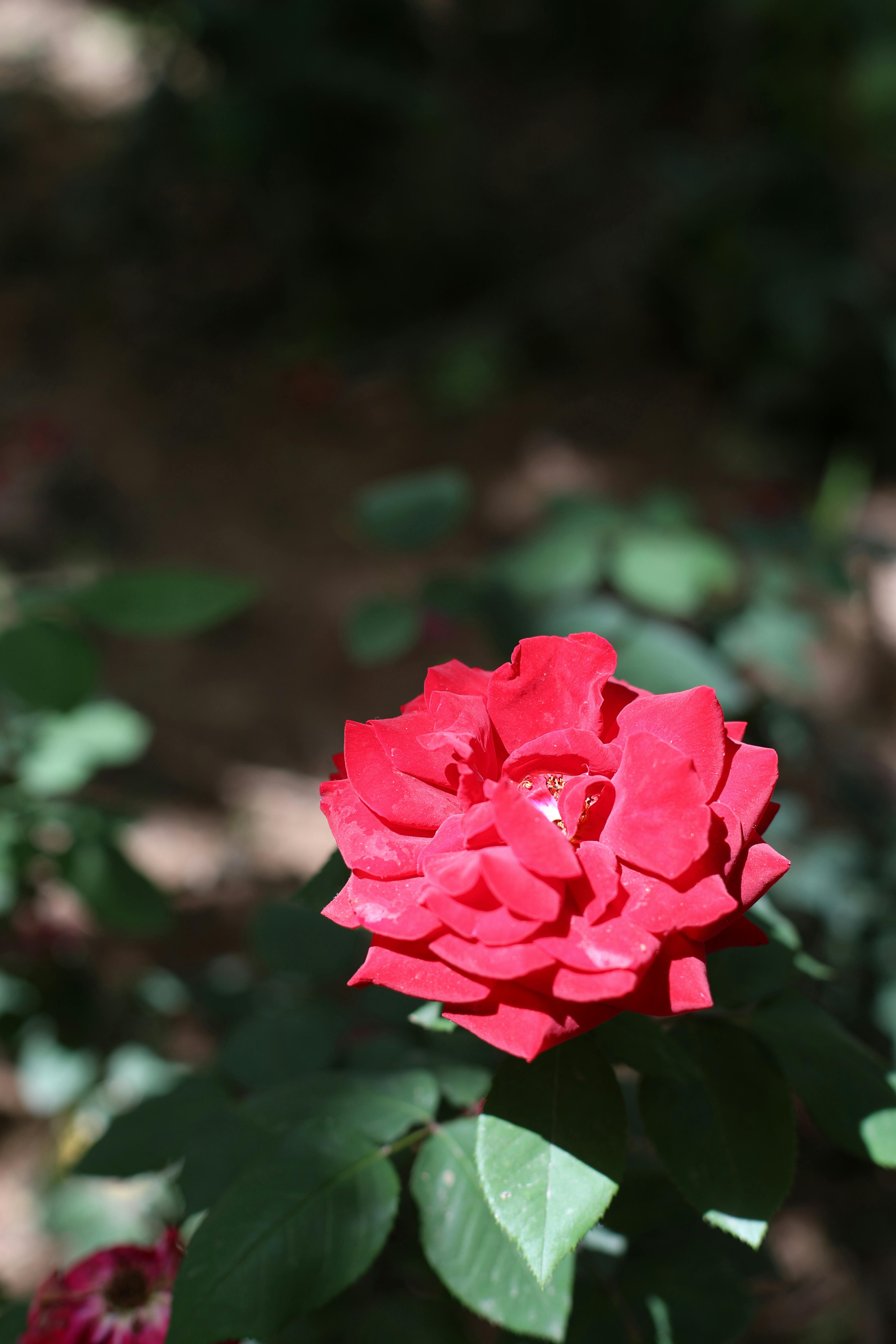 Close-up of a Red Rose Growing in a Garden · Free Stock Photo