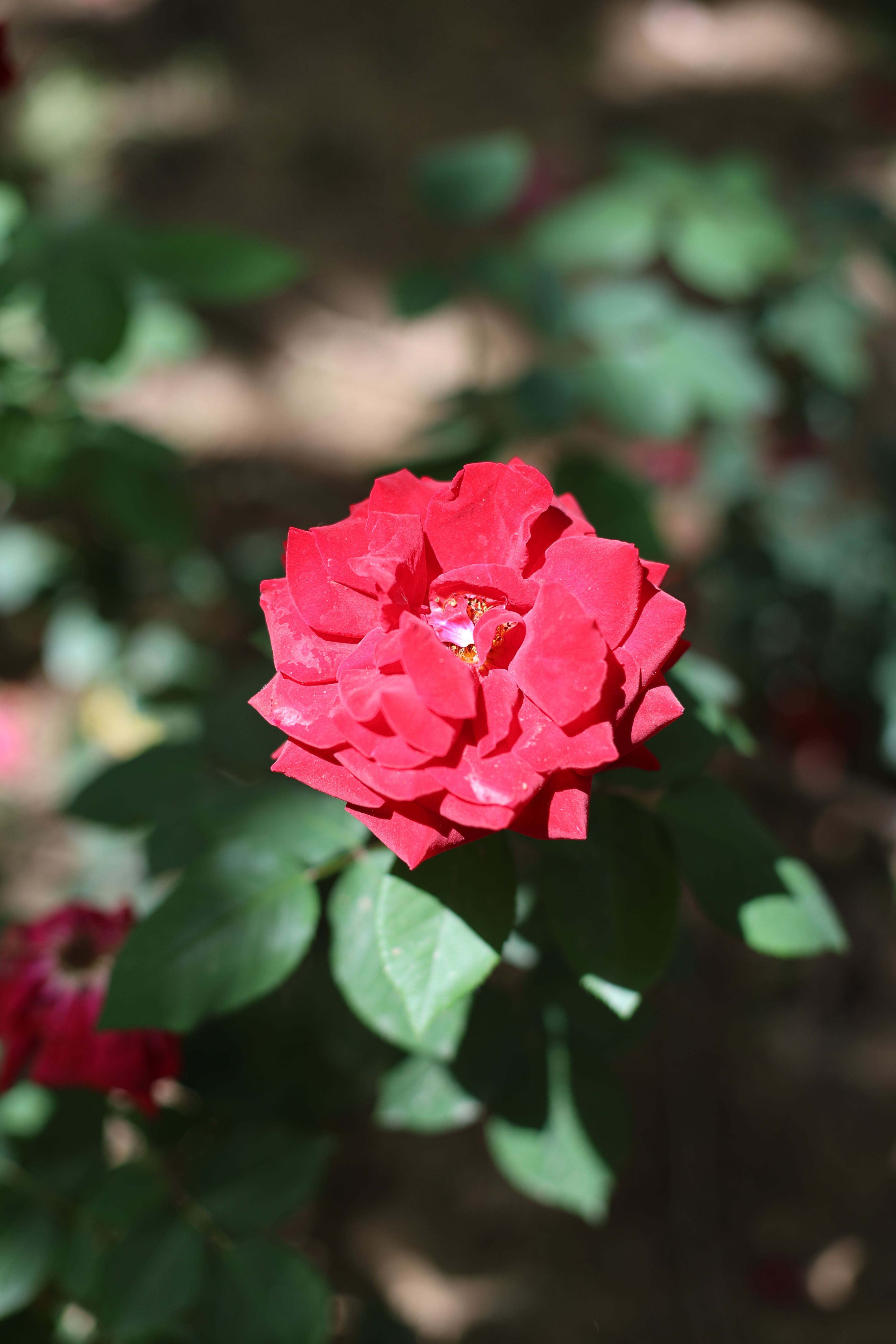 Selective Focus of Rose Flower · Free Stock Photo