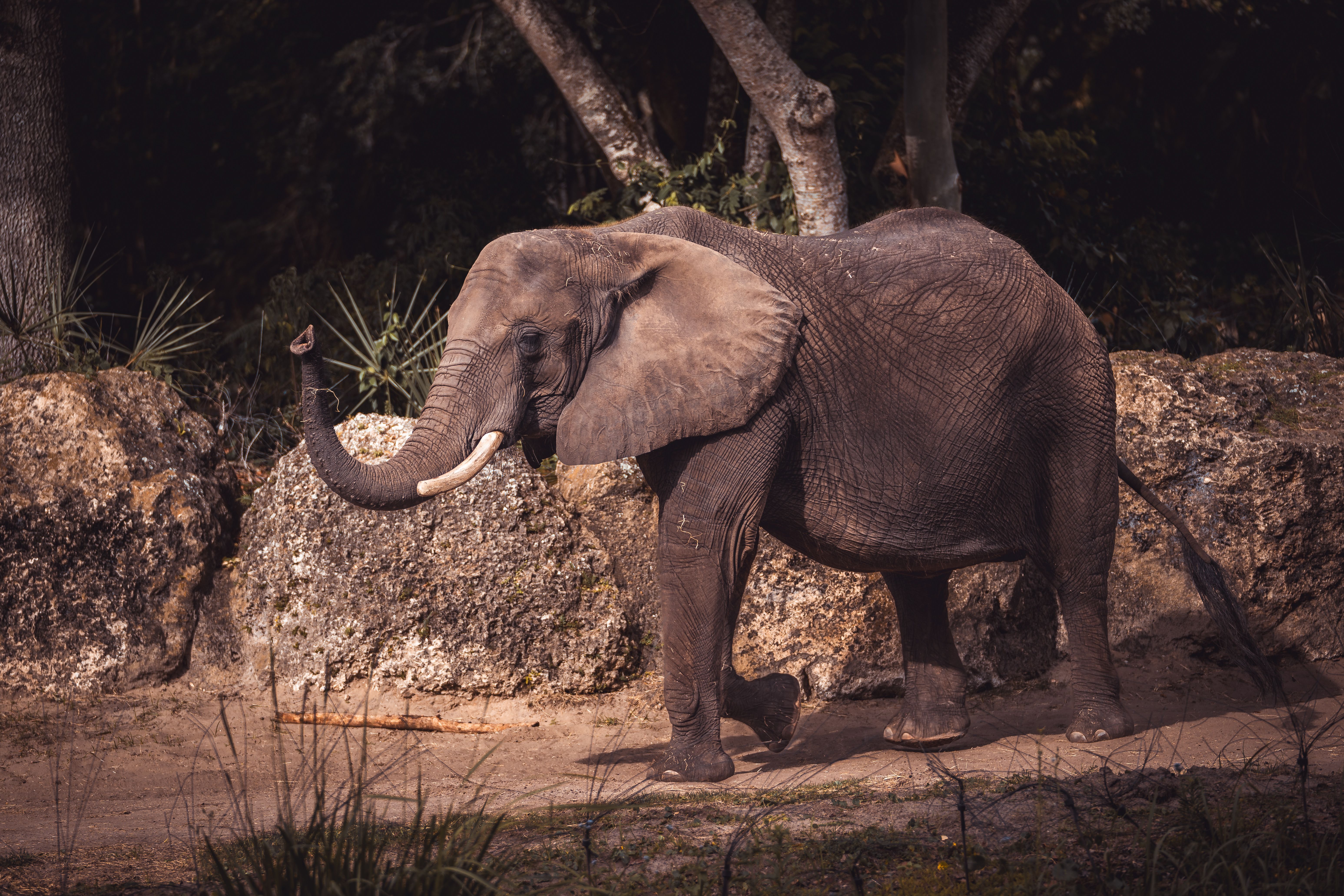 Large Elephant Near Boulders · Free Stock Photo
