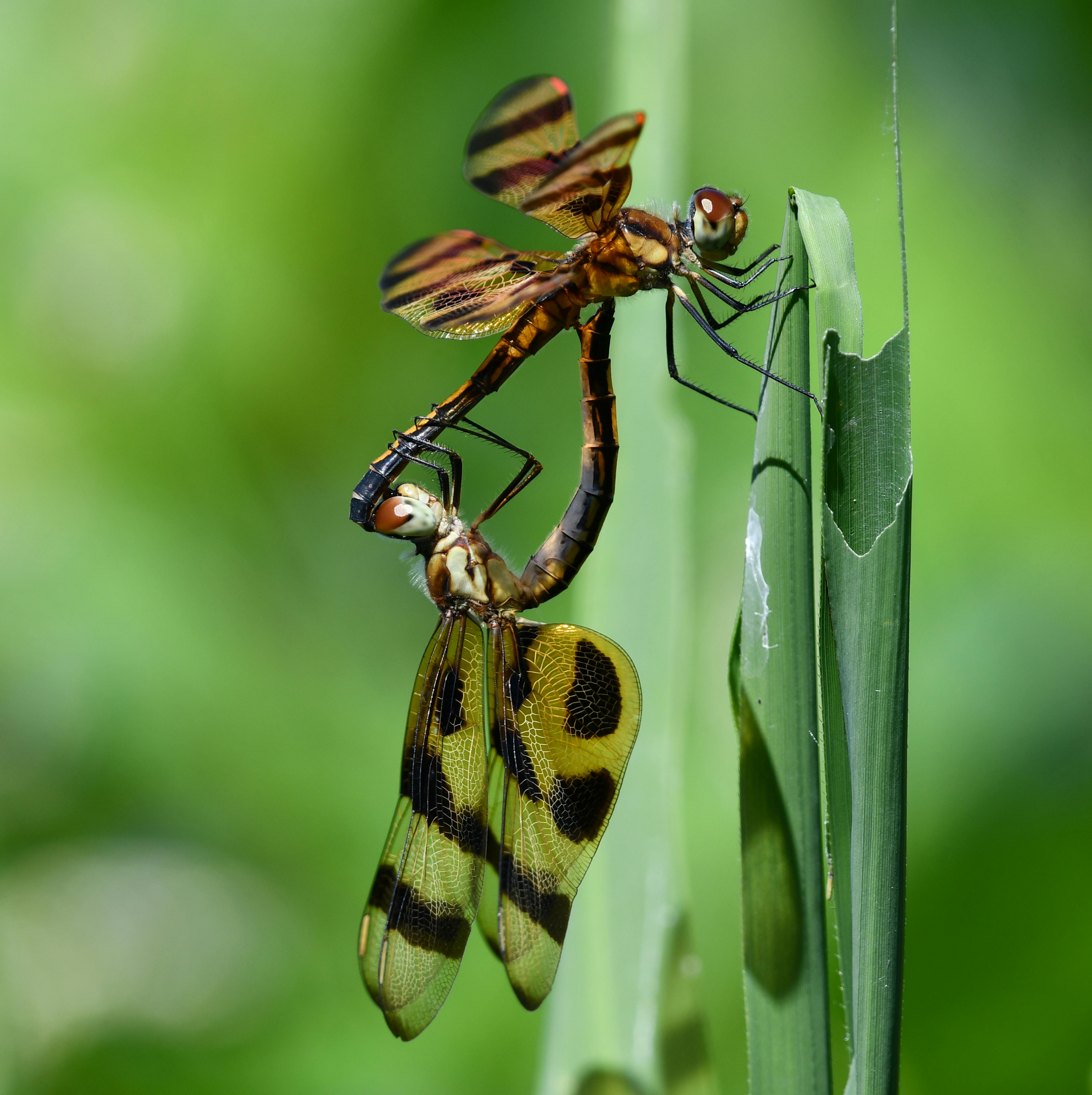 Mating Photos, Download The BEST Free Mating Stock Photos & HD Images
