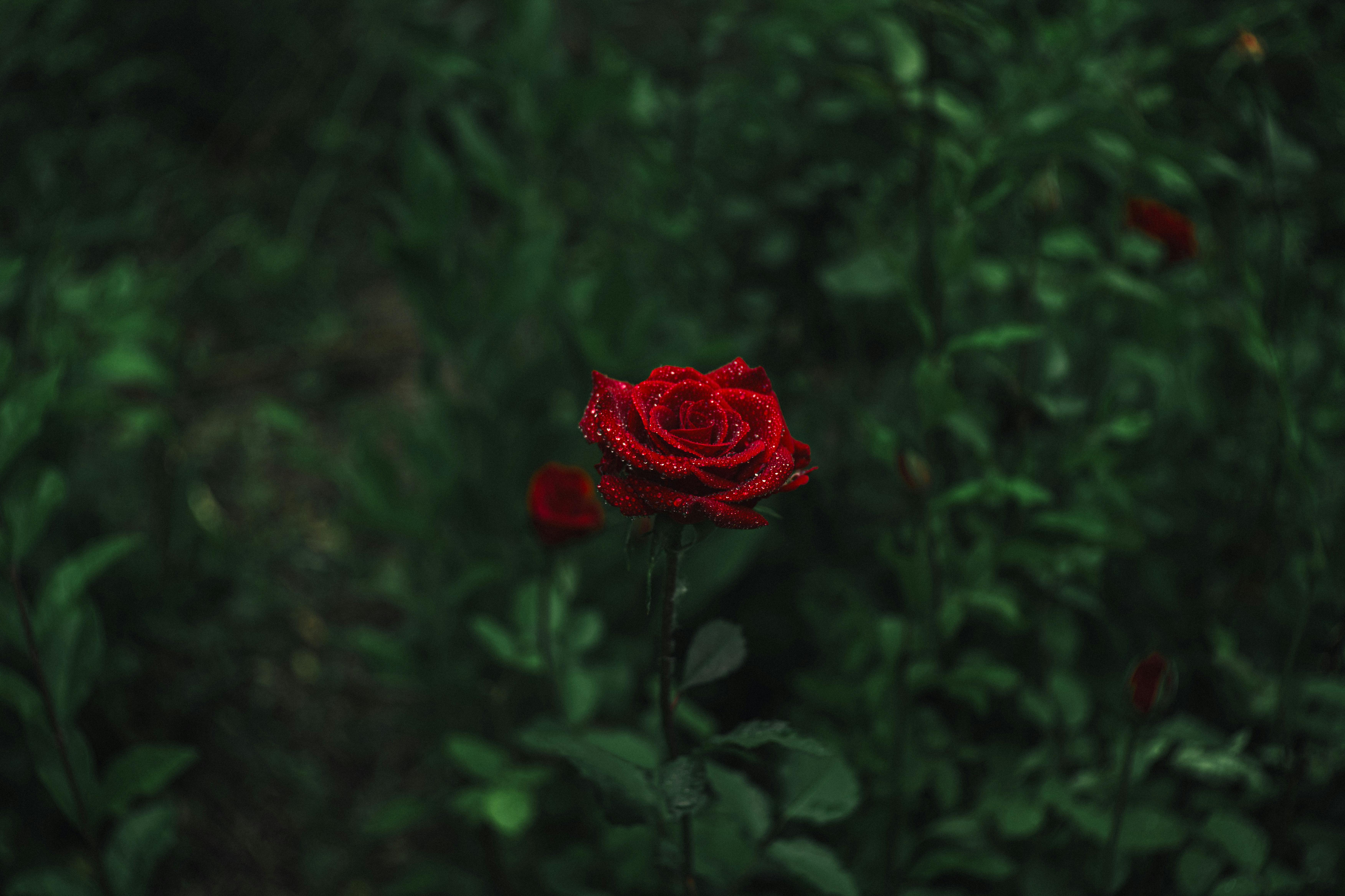 Red Rose on a Shrub in Garden · Free Stock Photo