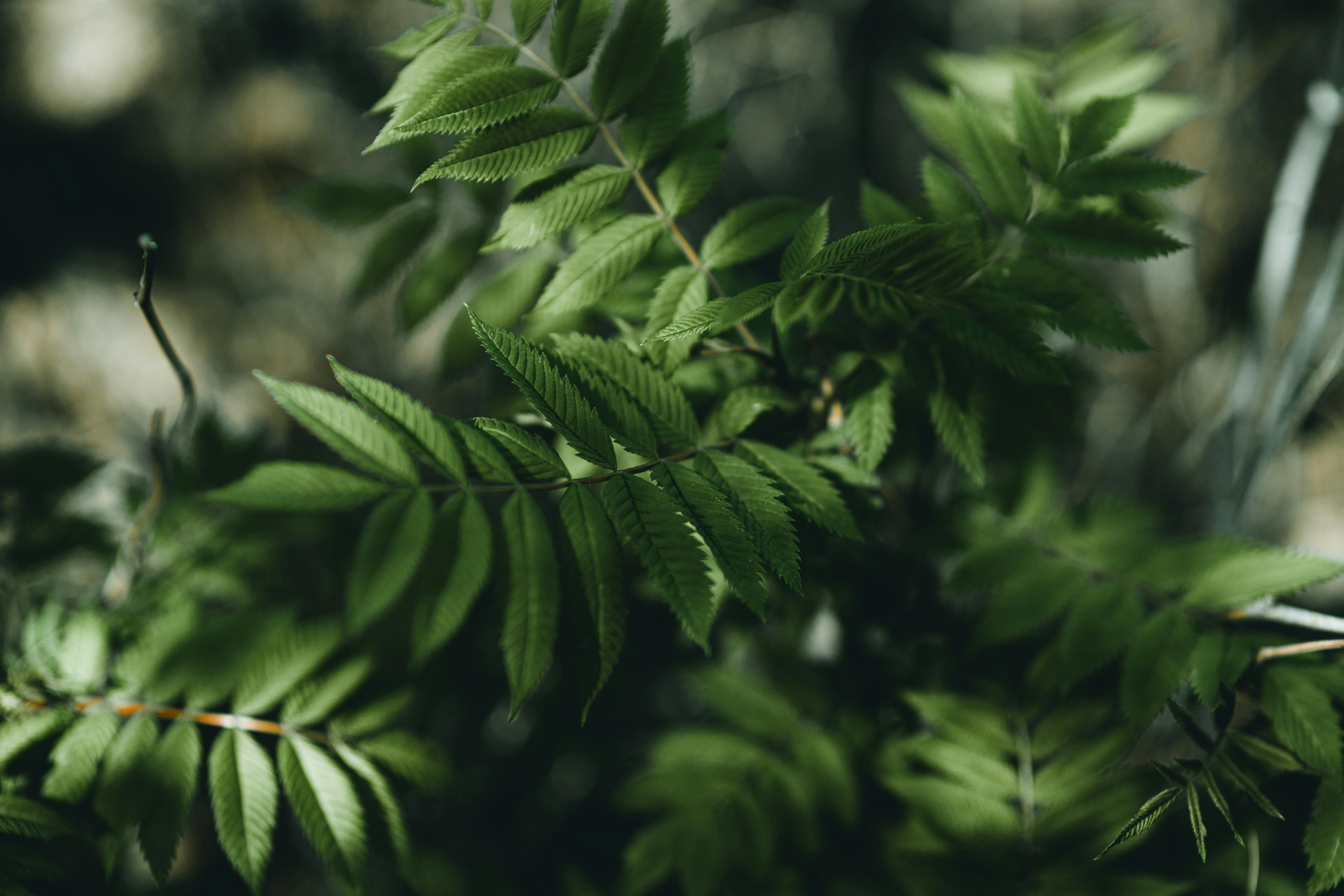 Forest Green Photos, Download The BEST Free Forest Green Stock Photos ...