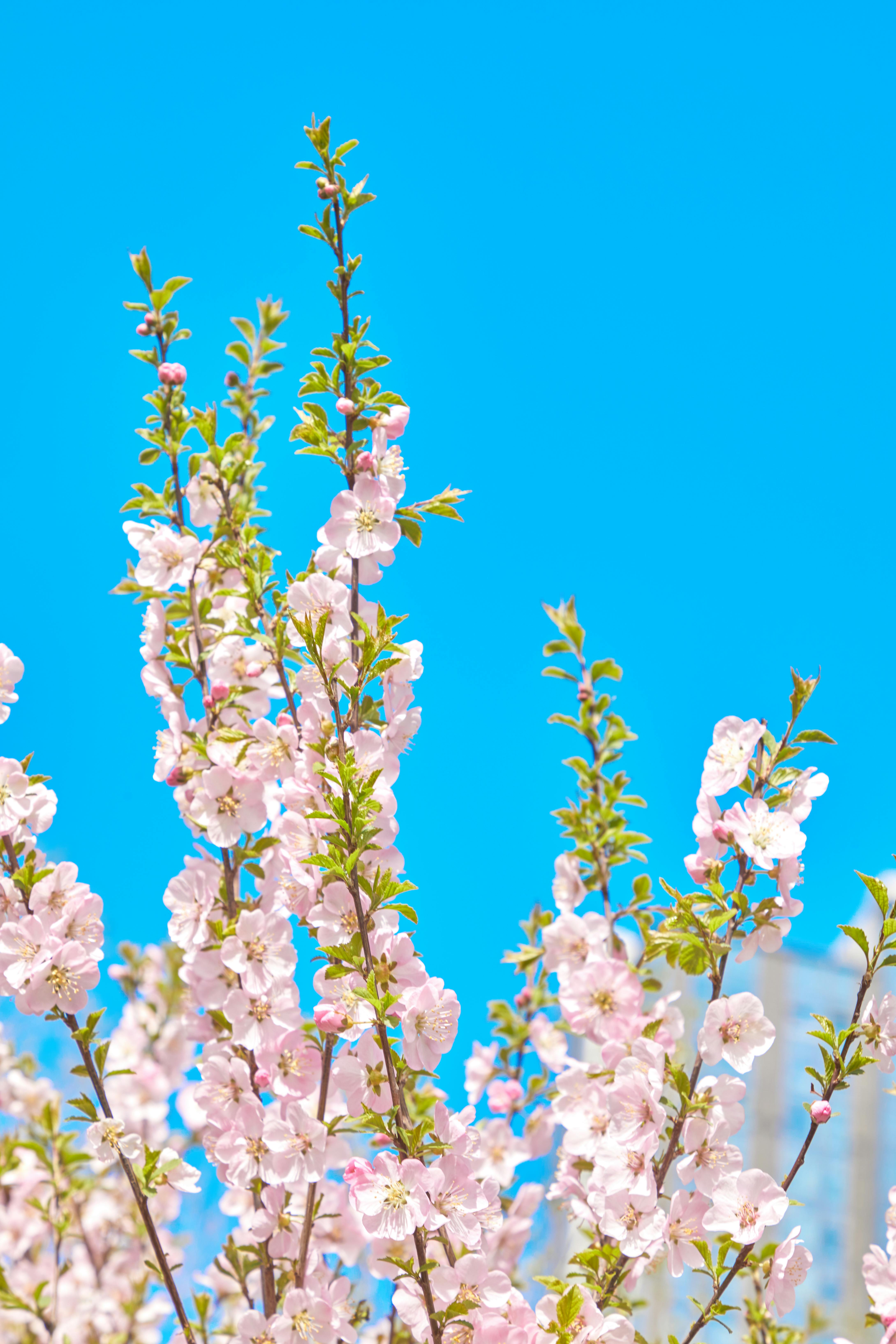 Blossom. Photos, Download The BEST Free Blossom. Stock Photos & HD Images