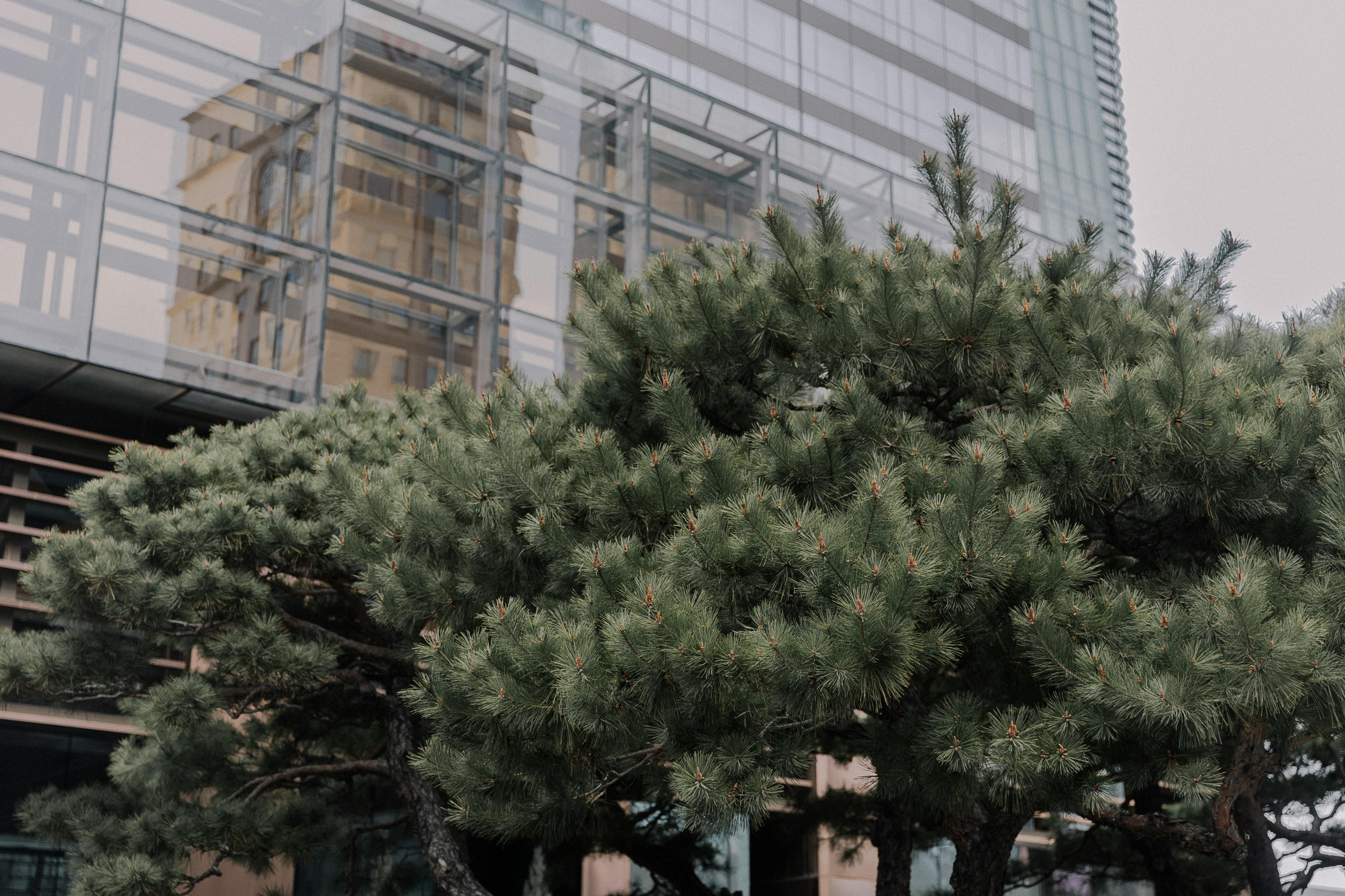 A Conifer Growing in Front of a Modern Building in a City · Free Stock ...