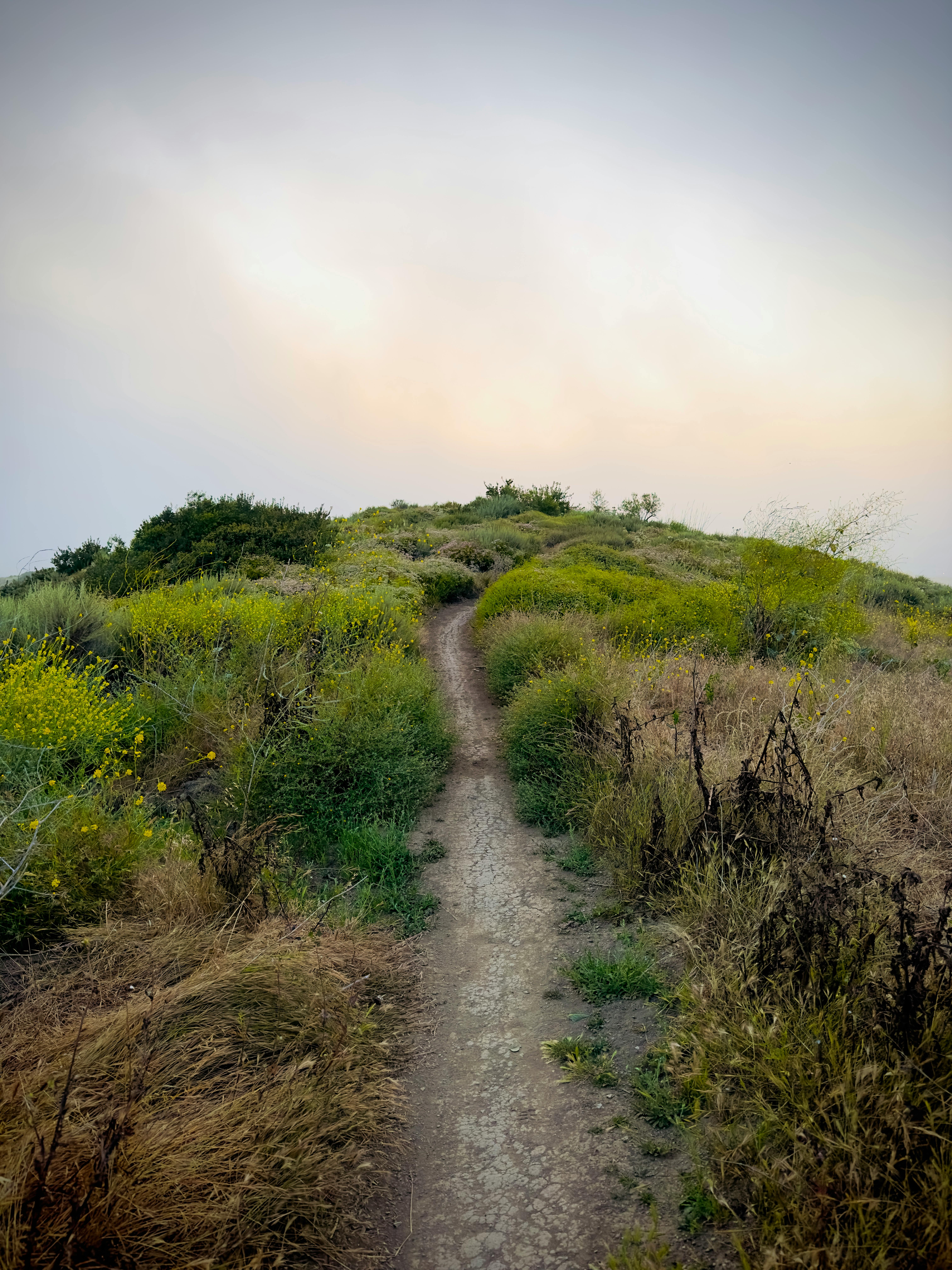 Path Among Shrubs · Free Stock Photo