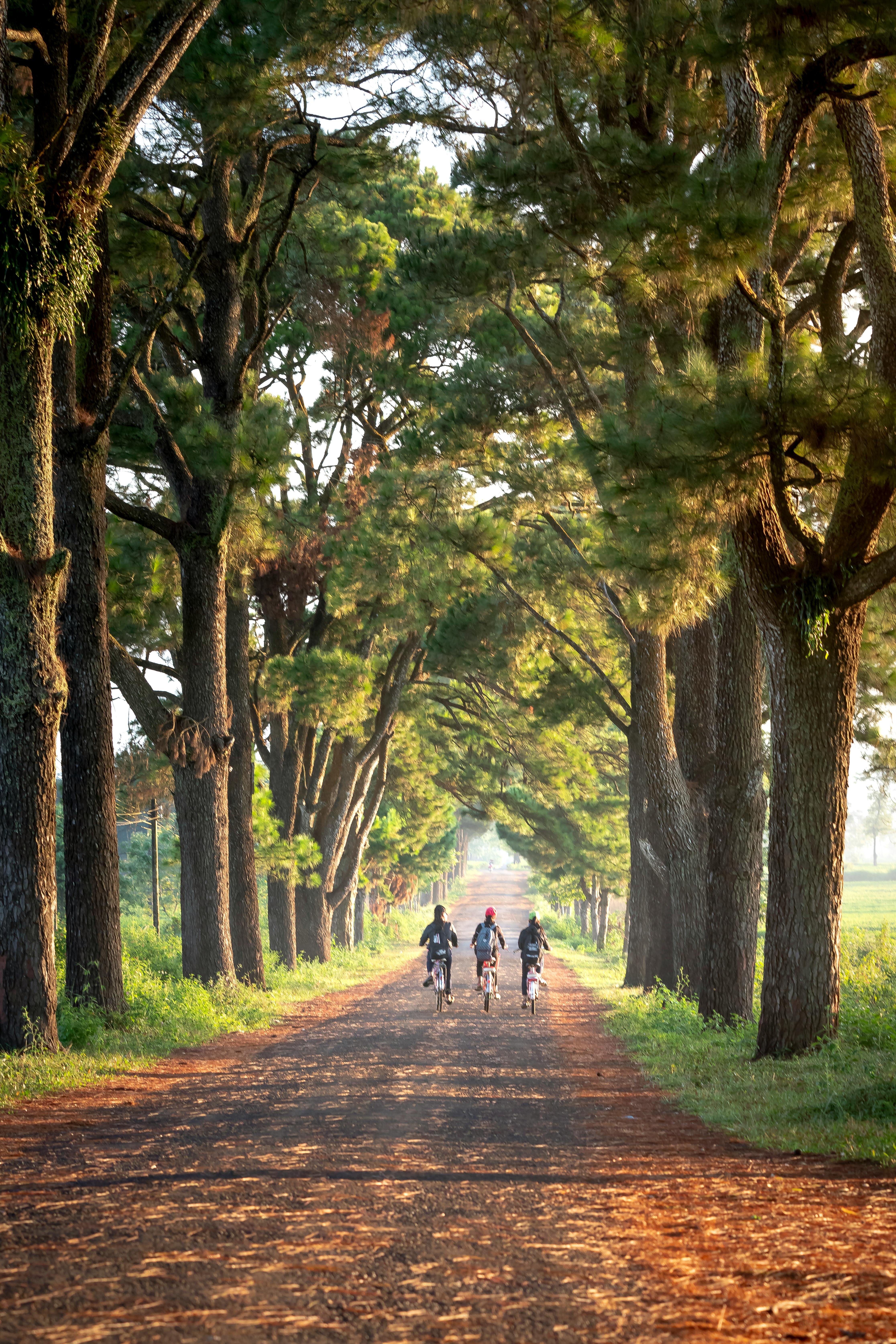 Three People On Bicycles On Tree Lined Road · Free Stock Photo