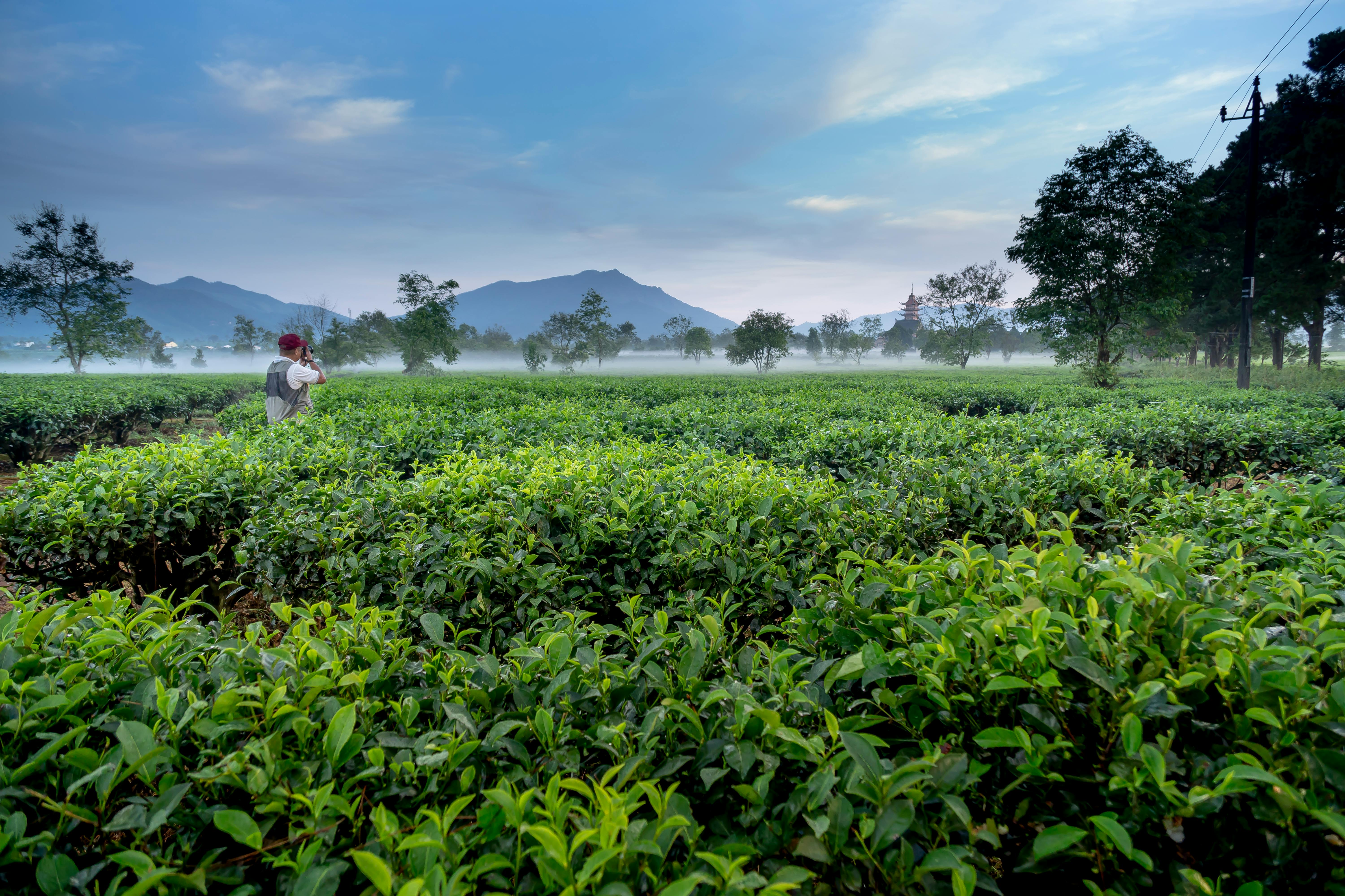 500+ Beautiful Tea Estate Photos · Pexels · Free Stock Photos