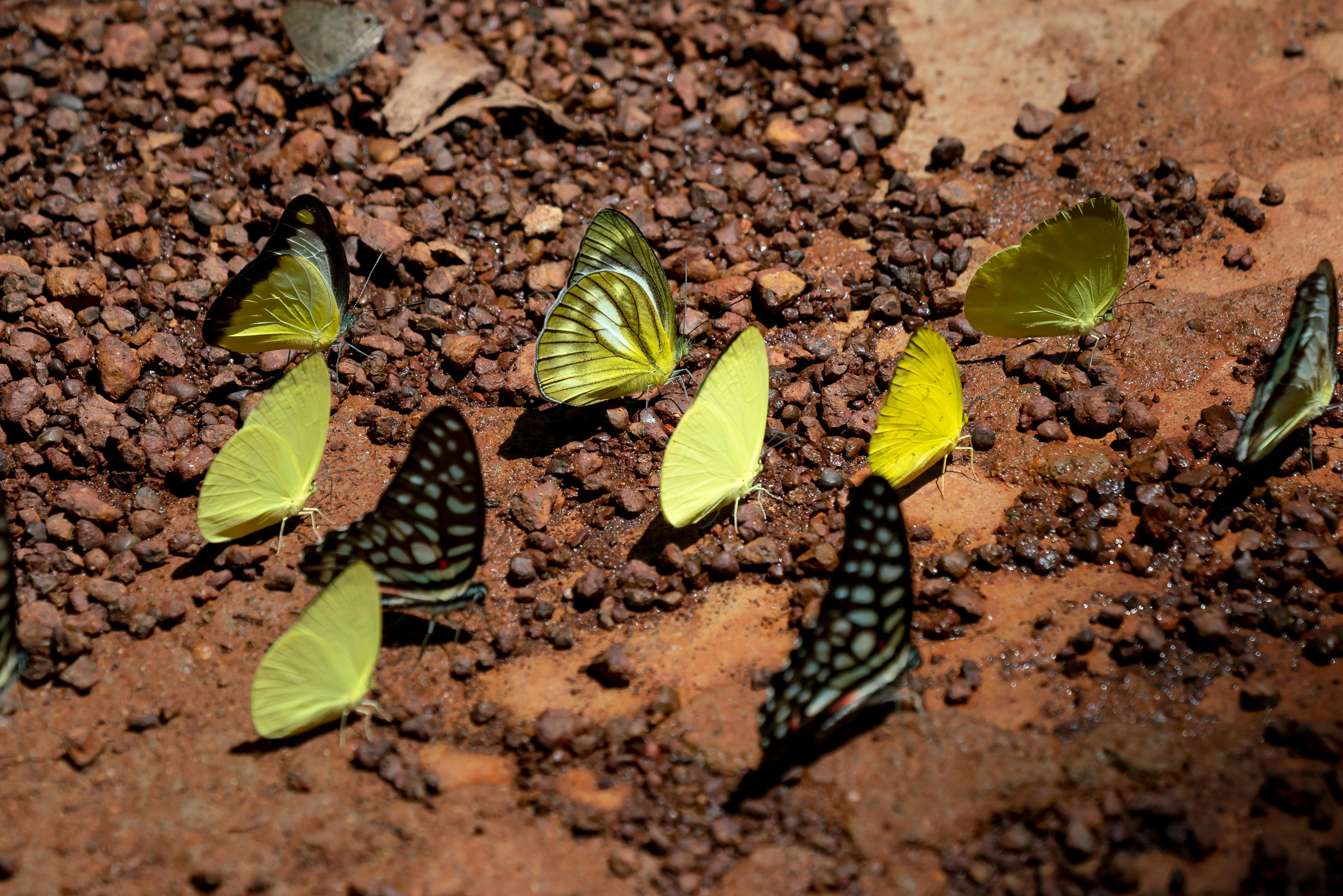 Photo of Mud-puddling Butterflies · Free Stock Photo