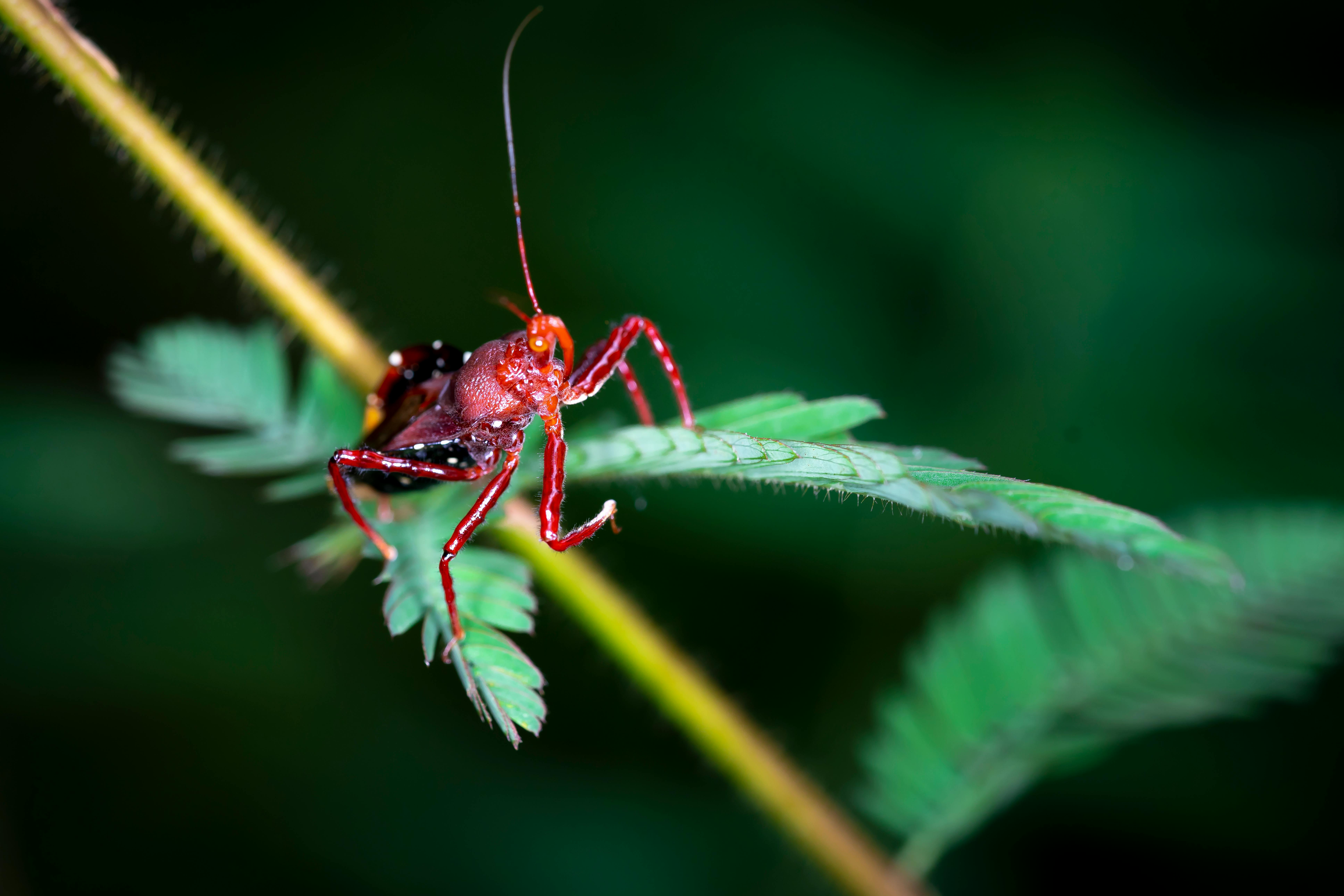Red Crawling Insect · Free Stock Photo