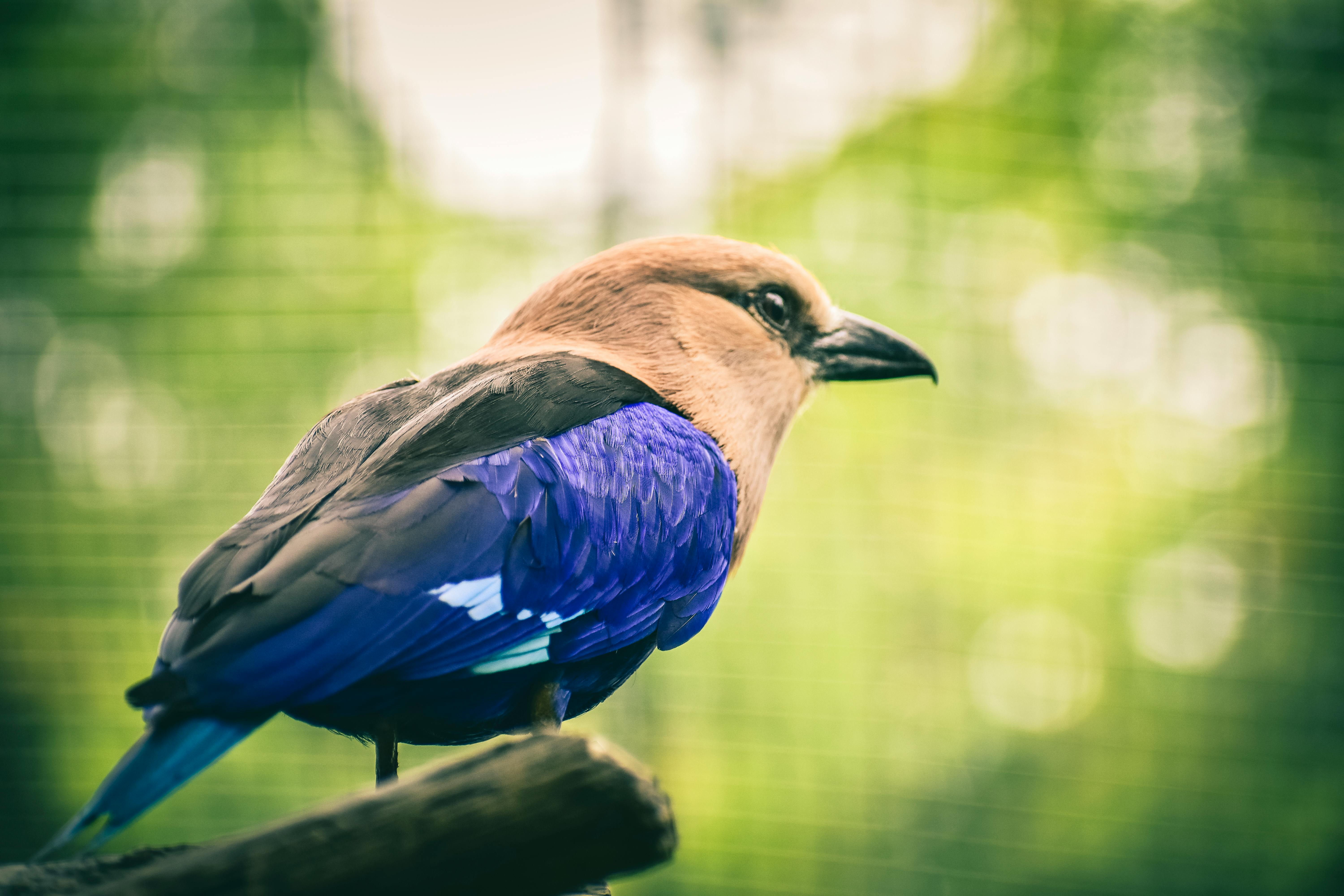 Close-Up Photo of Perched Bird · Free Stock Photo