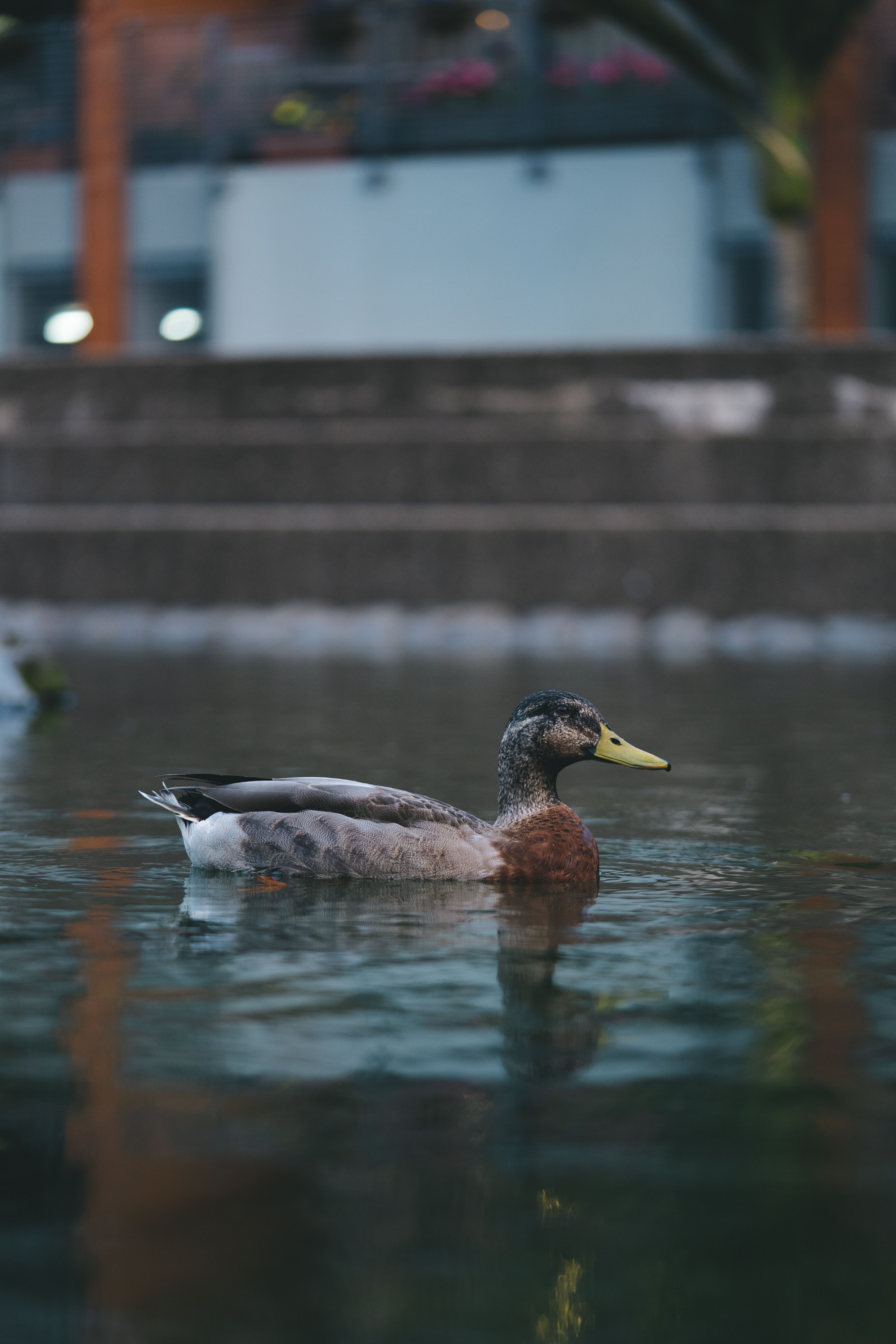 Selective Focus of Duck on Water · Free Stock Photo