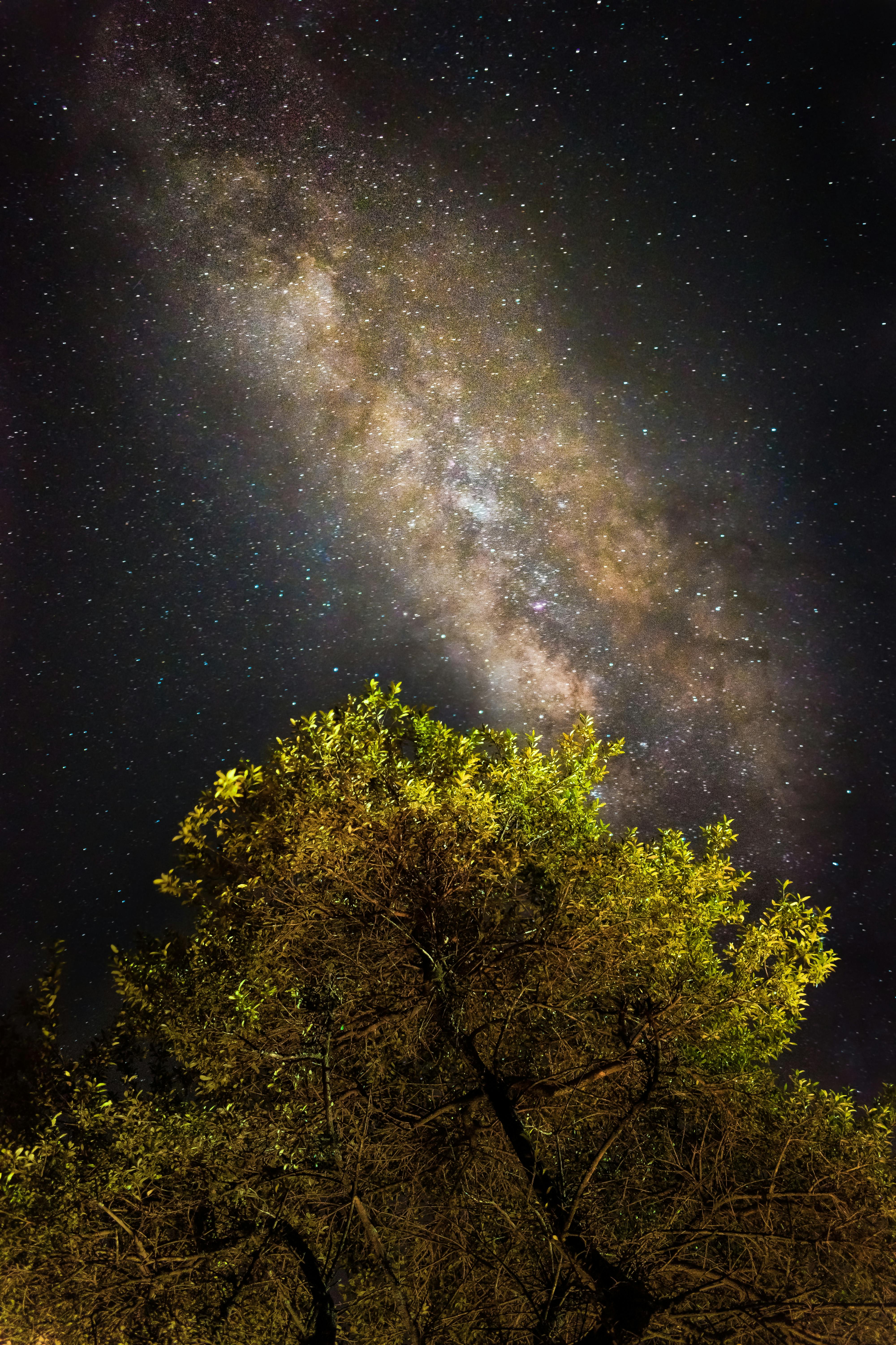 Tree under Stars in Clear Sky at Night · Free Stock Photo