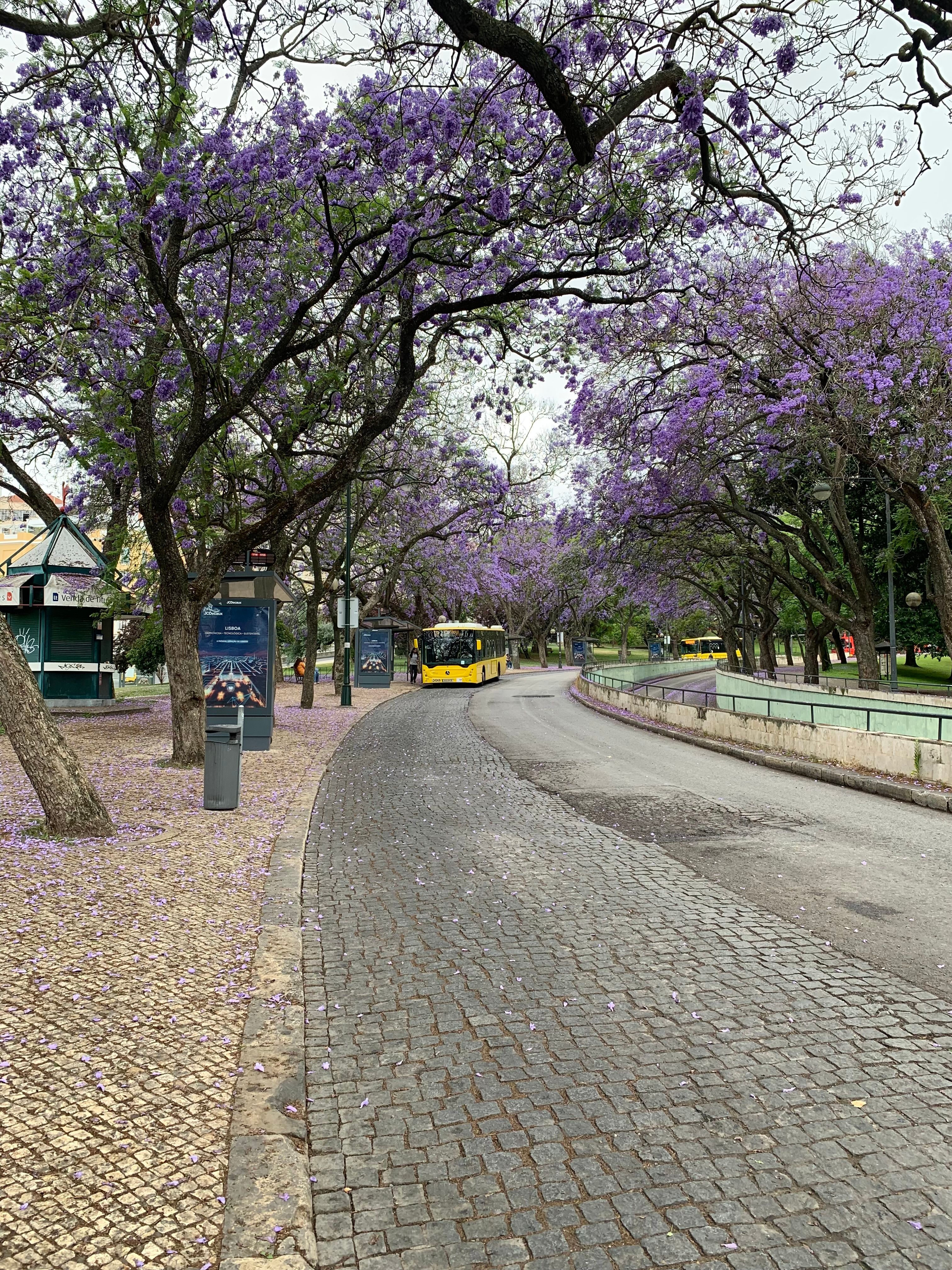 Purple Trees over Street in Spring · Free Stock Photo