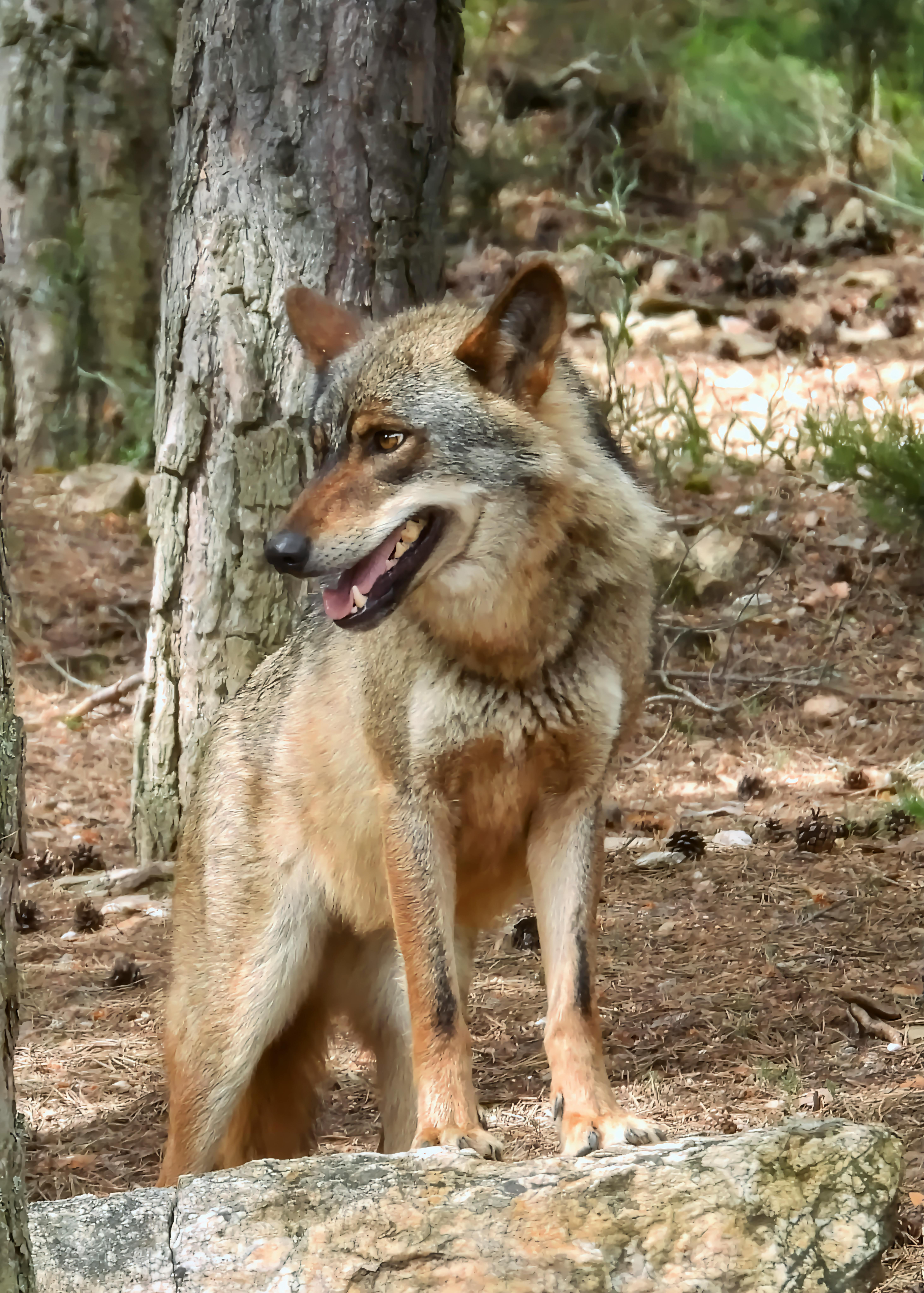 Red Wolf Photos, Download The BEST Free Red Wolf Stock Photos & HD Images