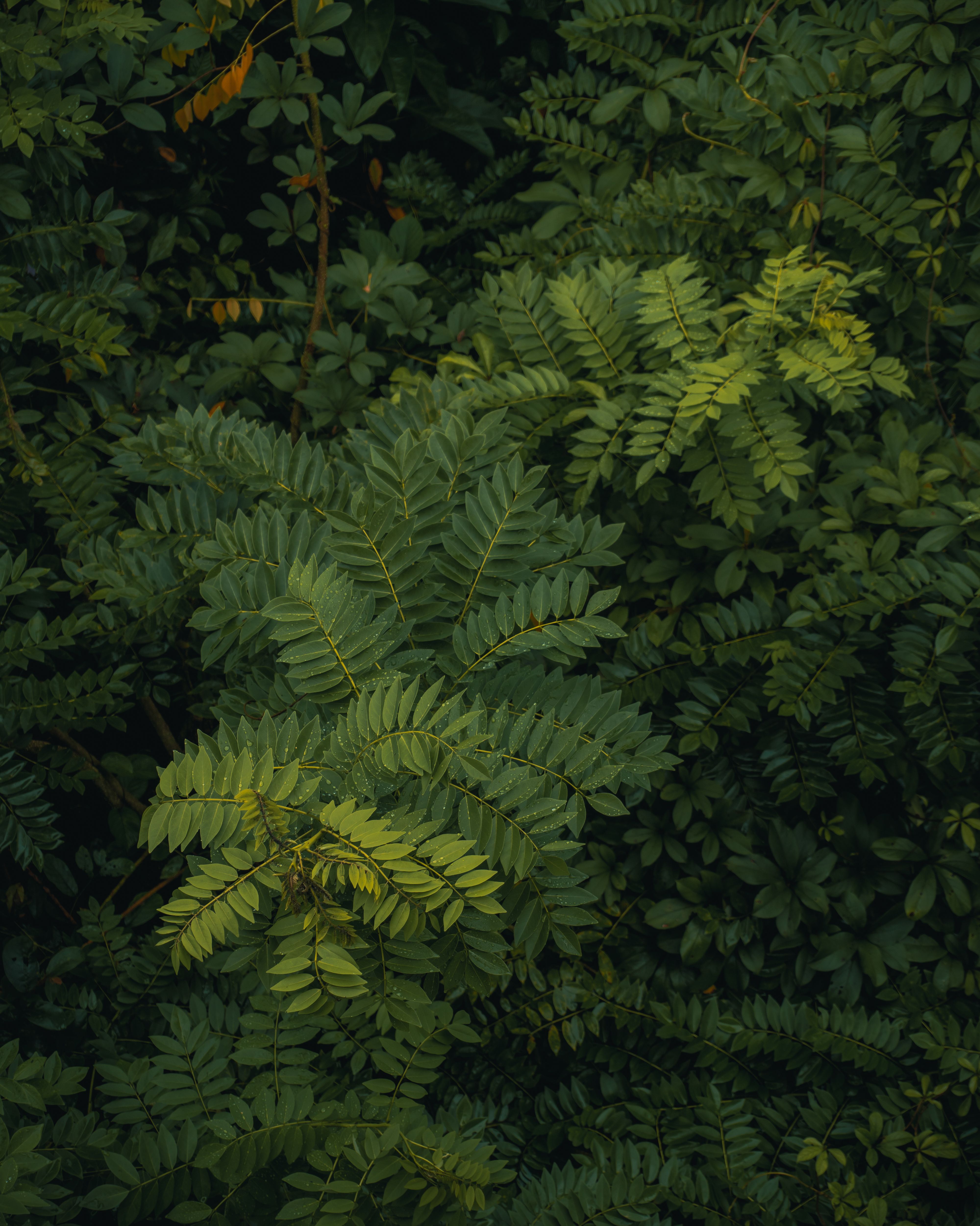 A photograph of a green plant with leaves · Free Stock Photo