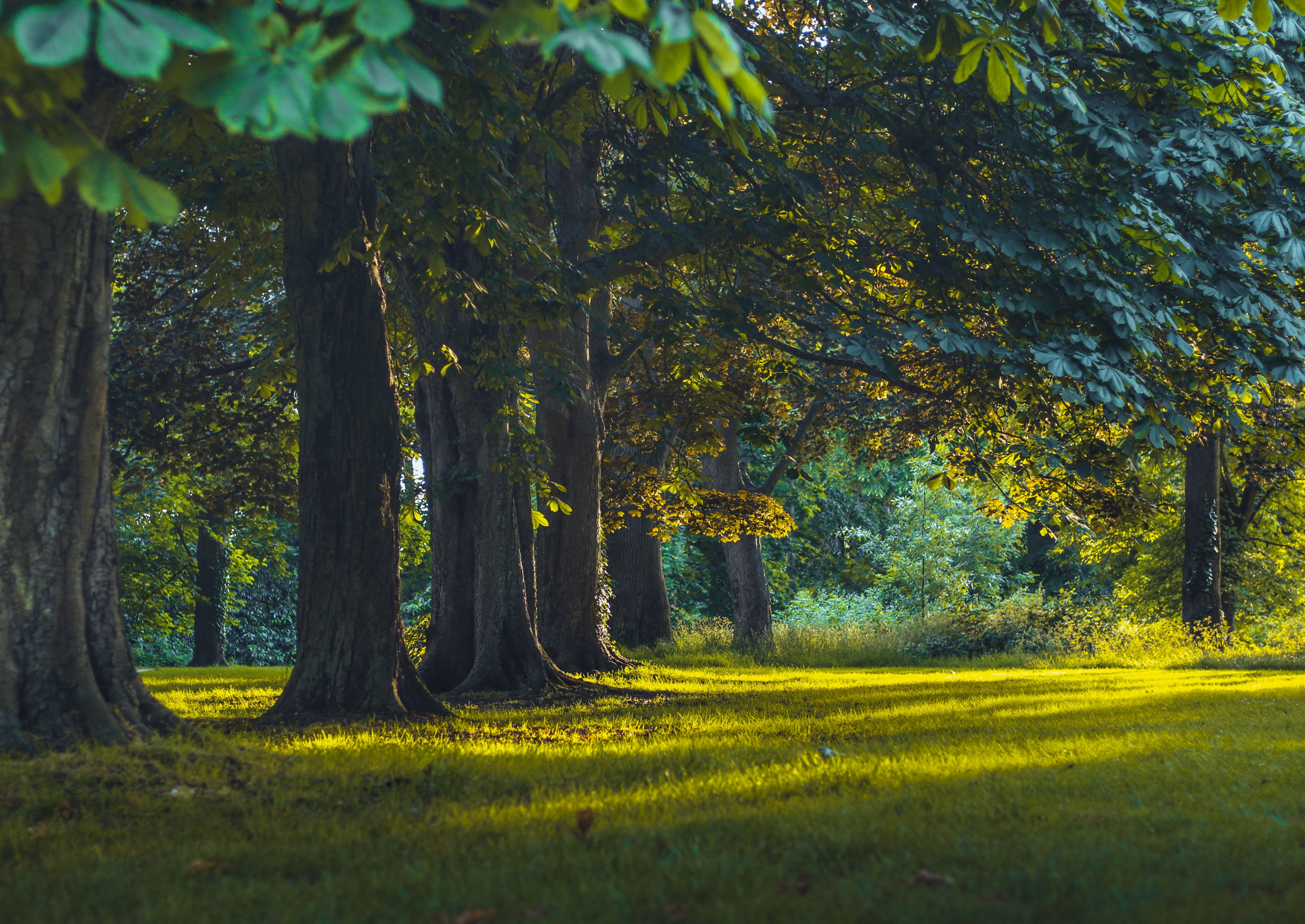 Green Trees in Forest · Free Stock Photo