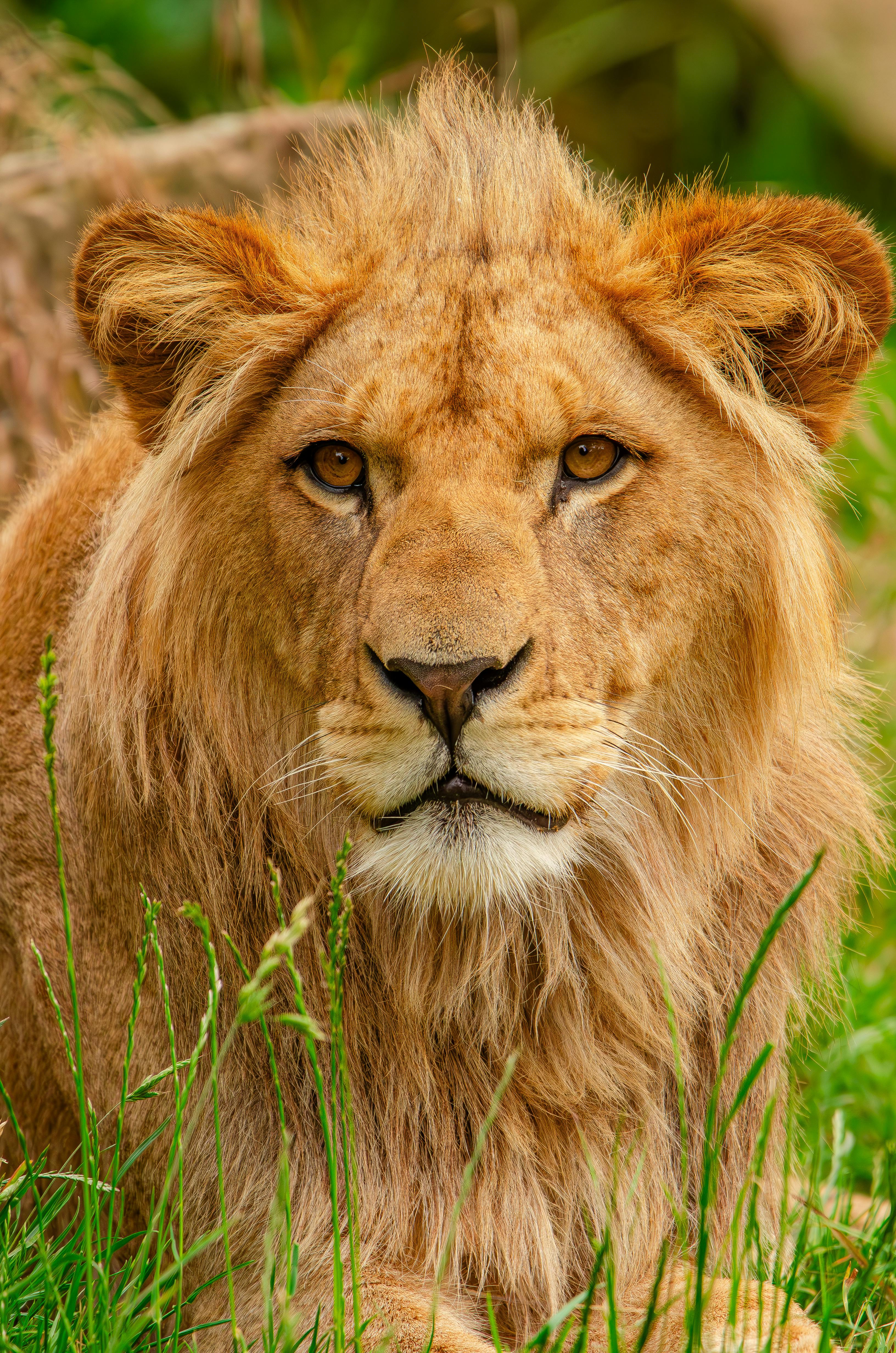 junges Löwen Männchen · Free Stock Photo