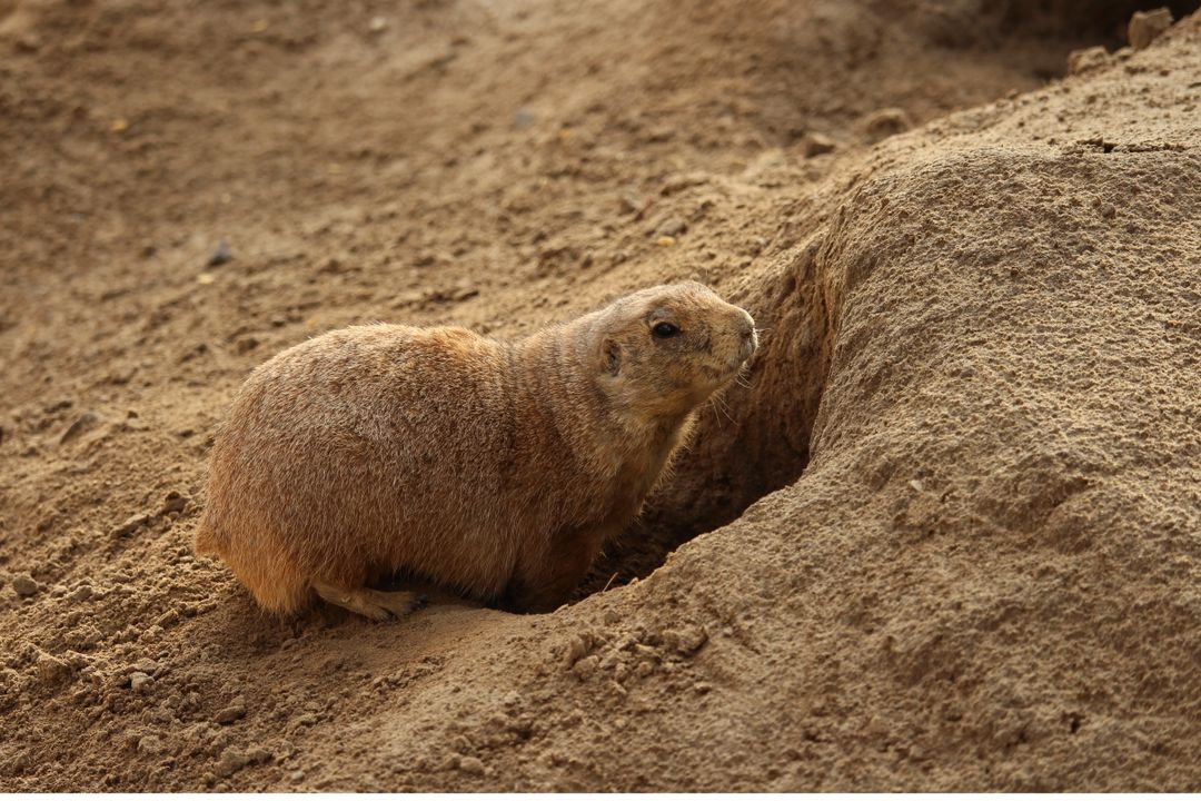 Largest Rodent in the World: Capybara Facts & Info