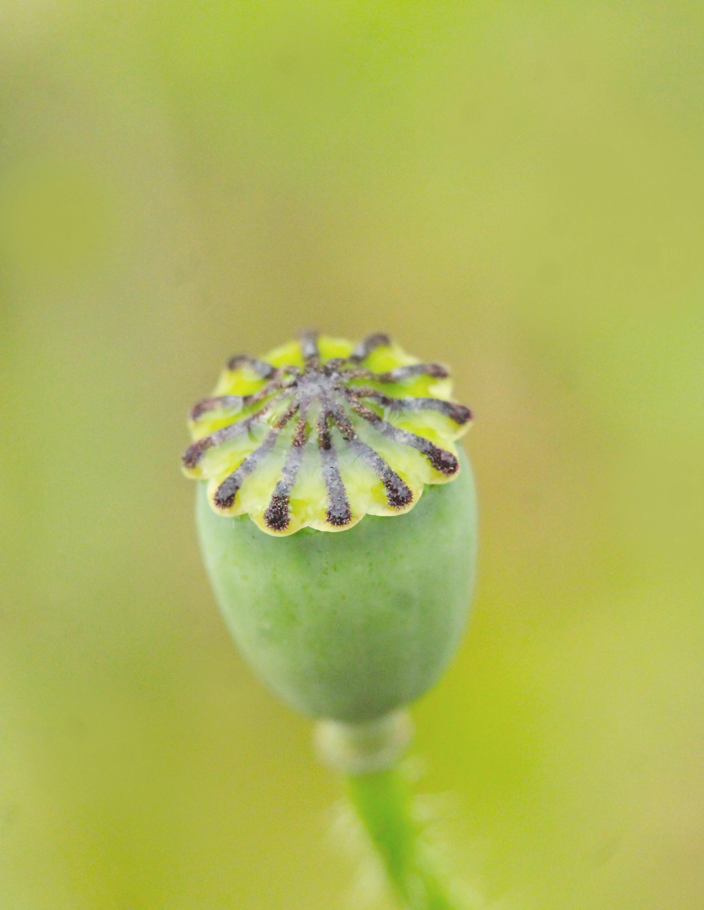 Close-up of a Poppy Seedhead · Free Stock Photo